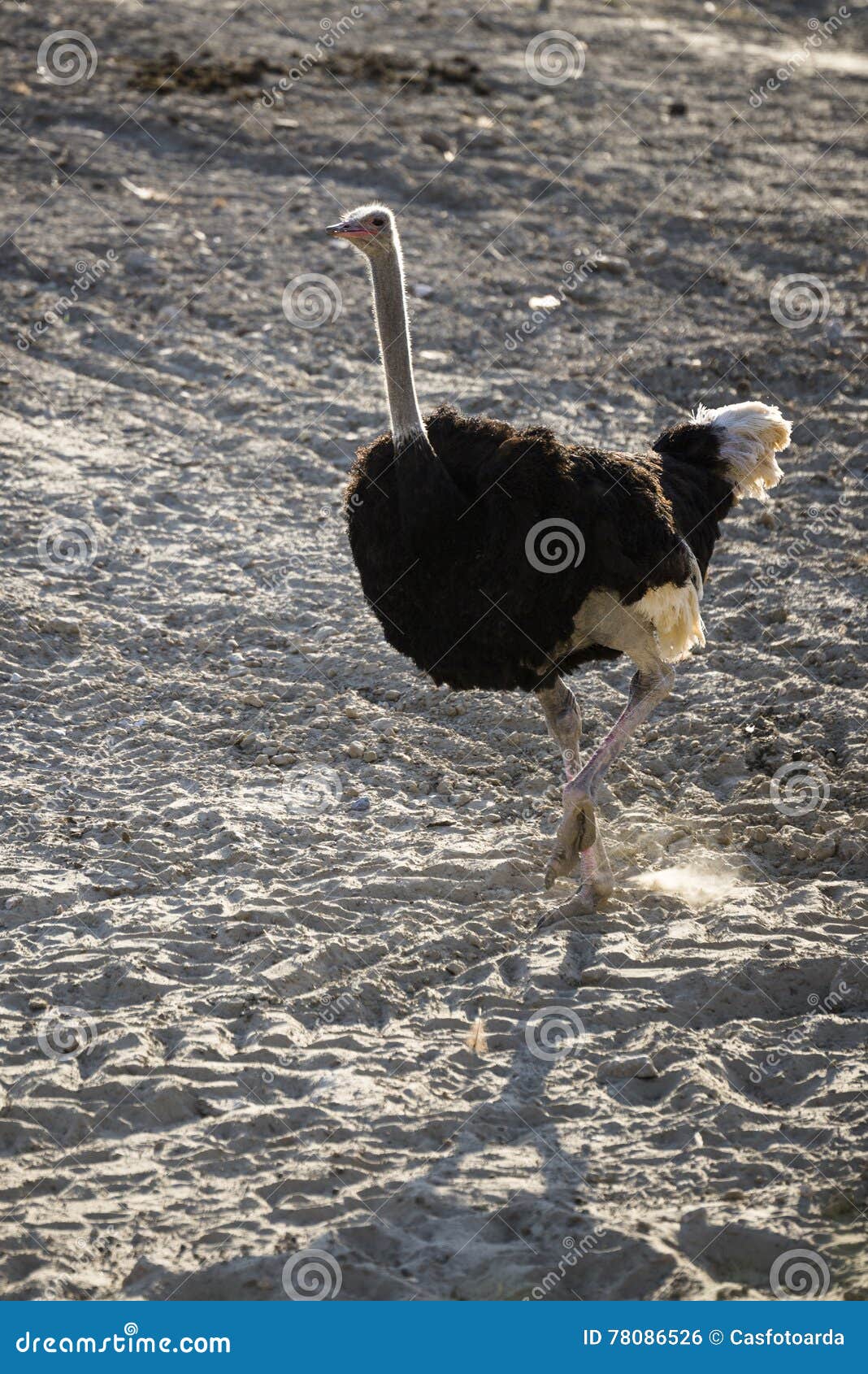 Ostrich with Running in Field. Stock Photo - Image of feather, park ...