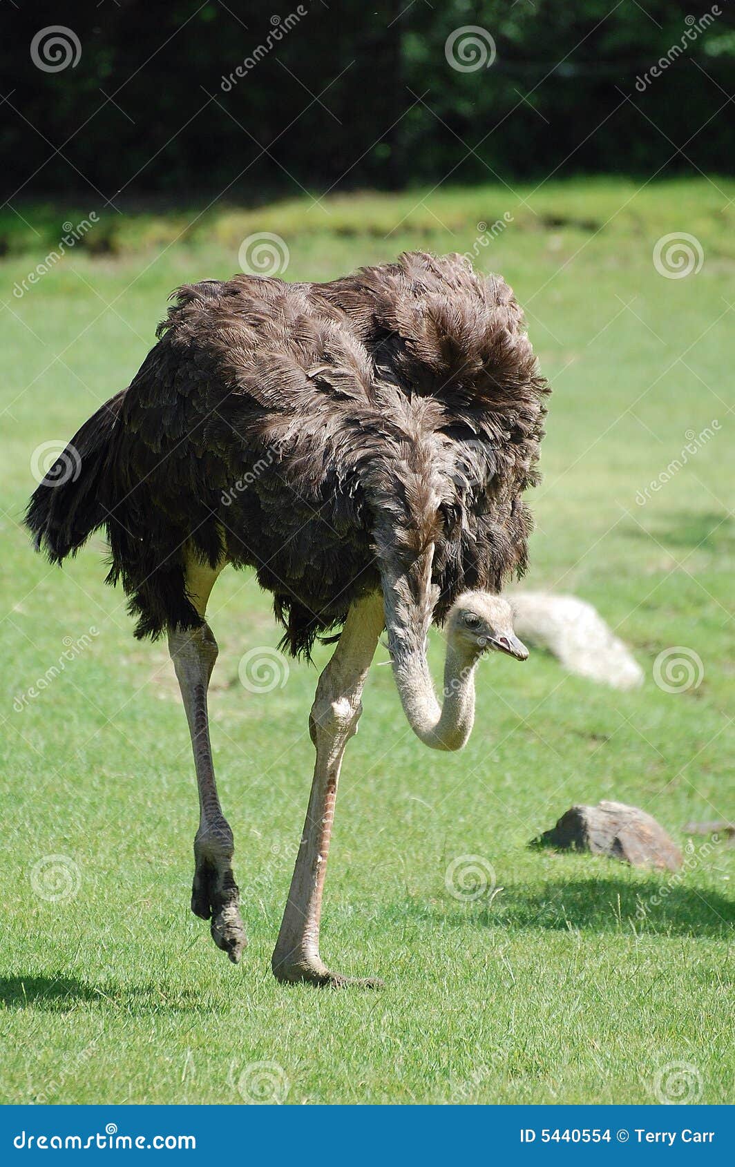 Ostrich running on grass stock photo. Image of looks, bird - 5440554