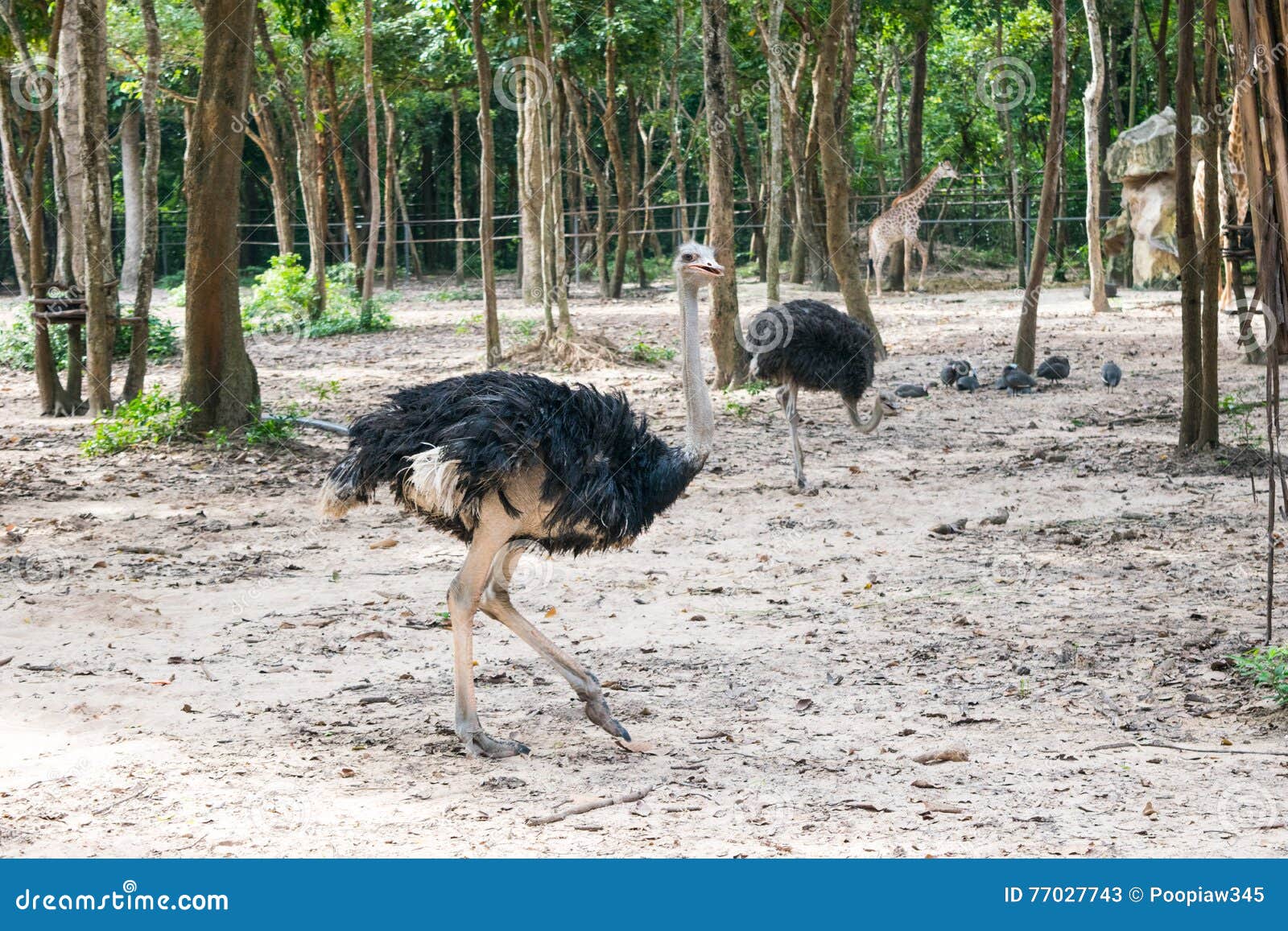 Ostrich Running On Grass Stock Photo | CartoonDealer.com #5440554