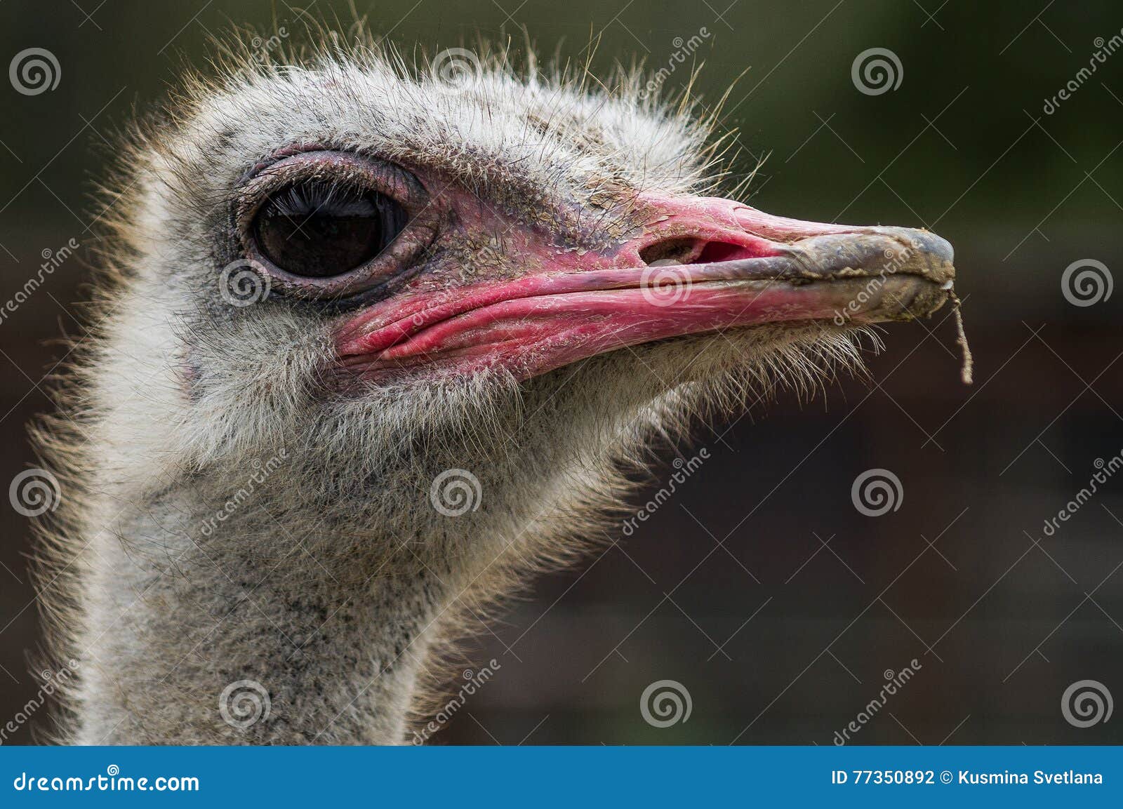 Ostrich in the Russian Zoo. Stock Photo - Image of birds, straight ...