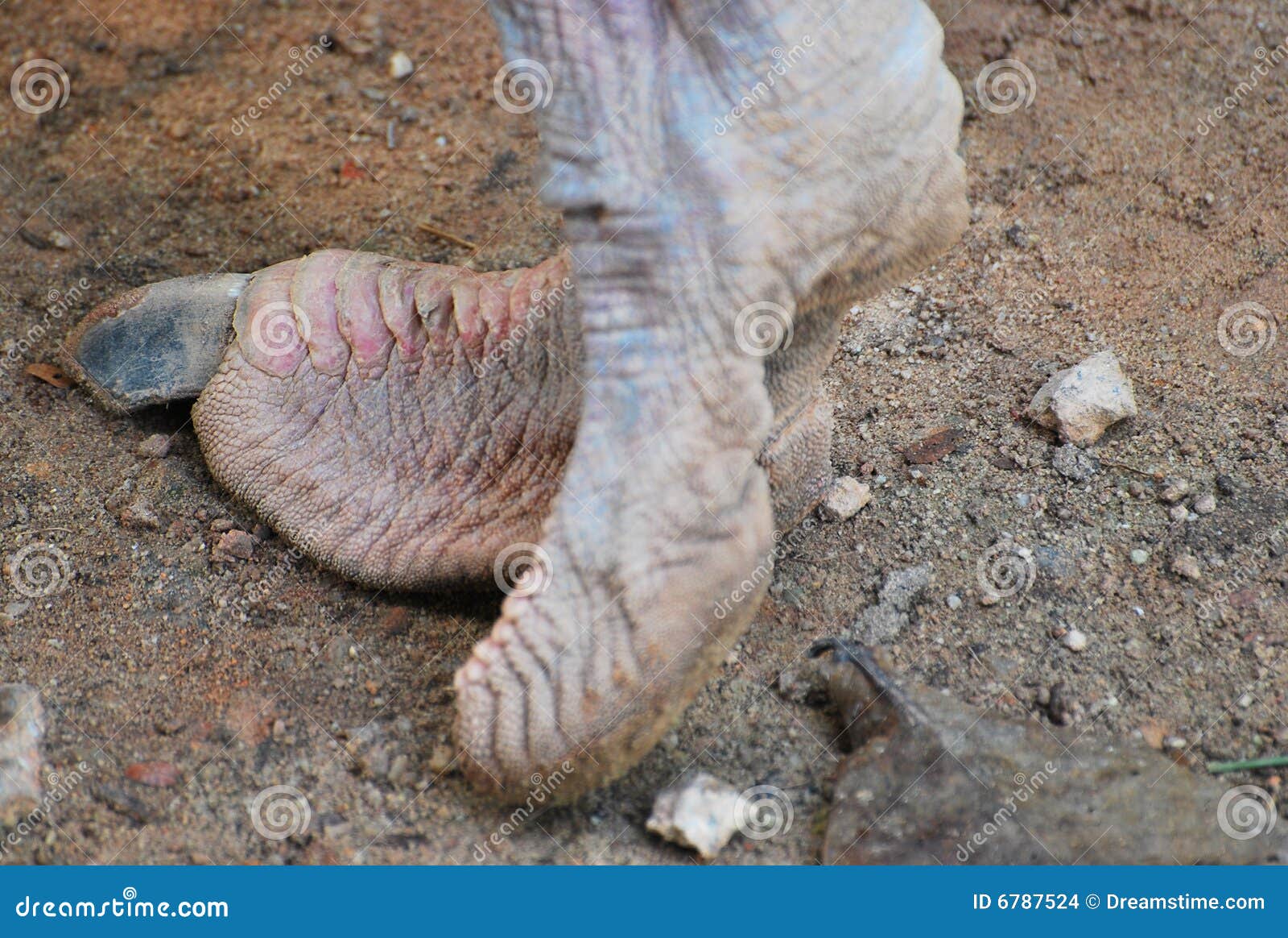 Ostrich s Foot stock photo. Image of giant, wildlife, nature - 6787524