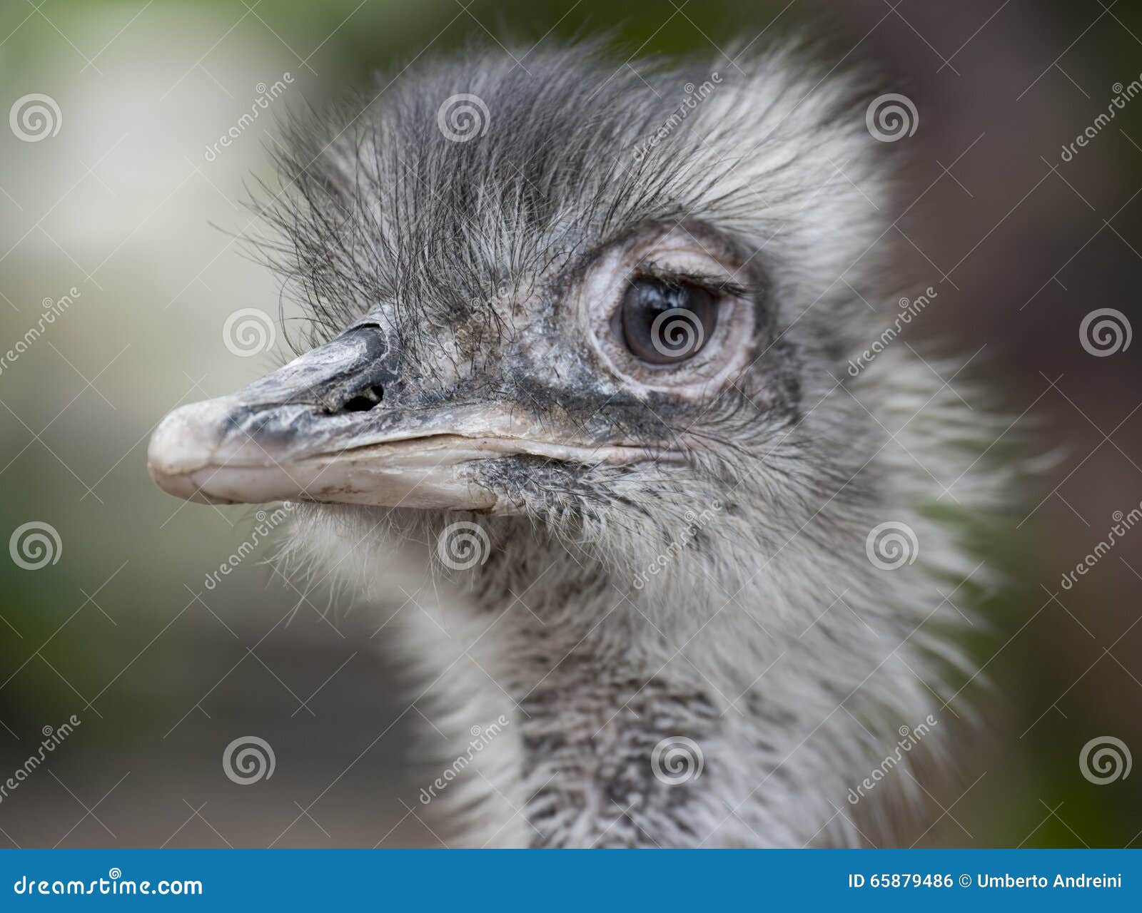 Ostrich s head stock photo. Image of closeup, details - 65879486