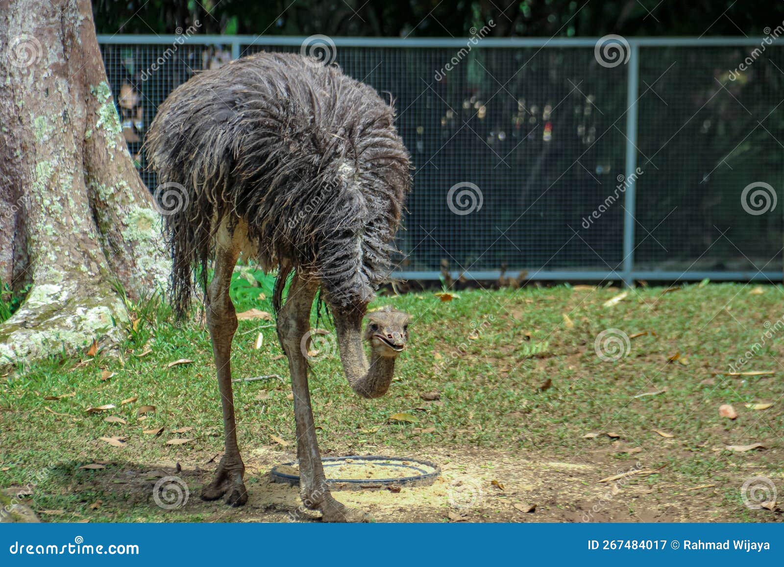 An Ostrich with the Scientific Name Struthio Camelus in a Cage at the ...