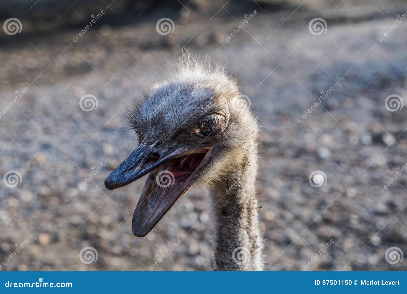 Ostrich Screaming at Zoo in Belgrade Stock Photo - Image of funny, beak ...