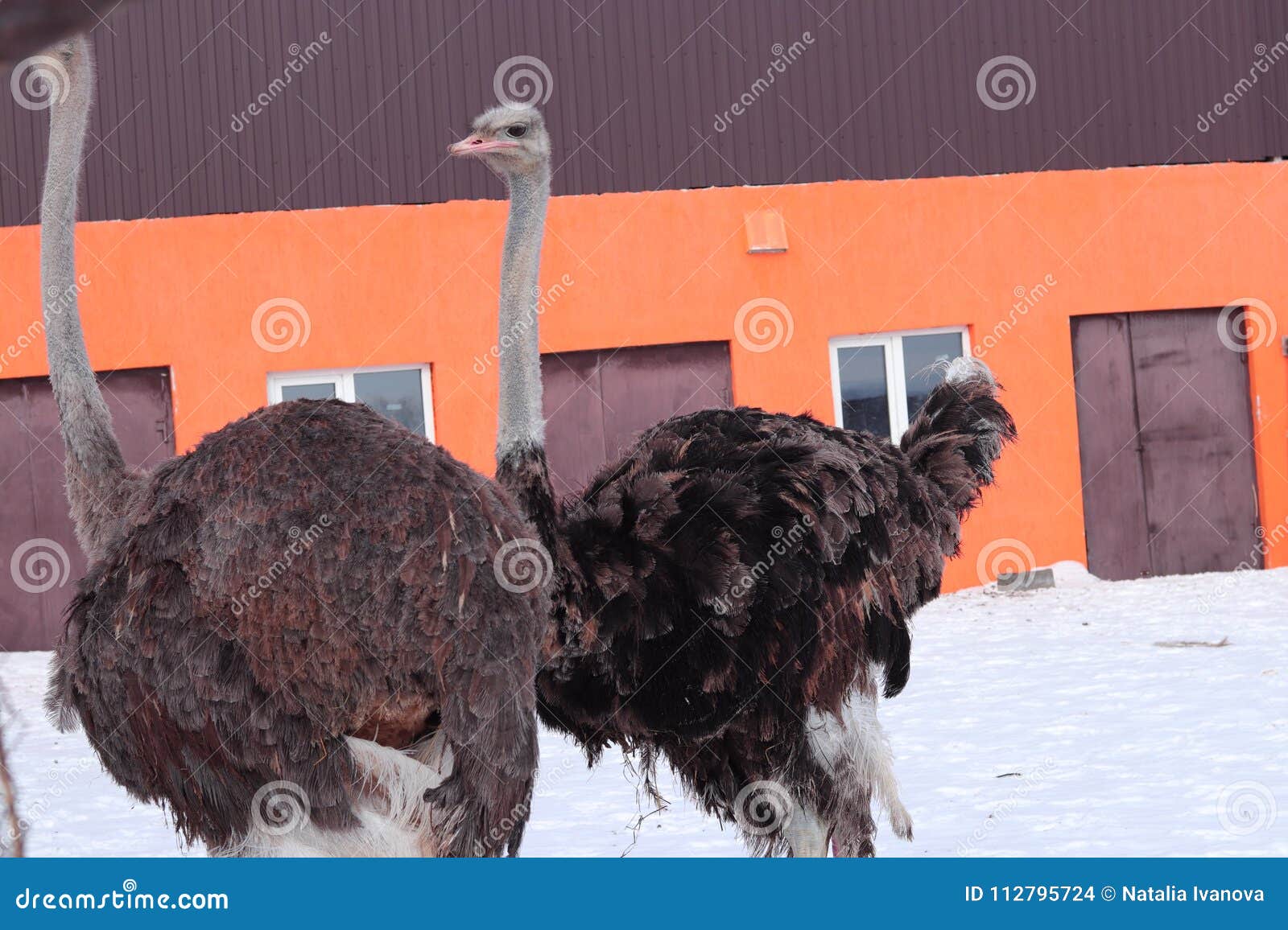 Ostrich in Siberia stock photo. Image of wild, animal - 112795724