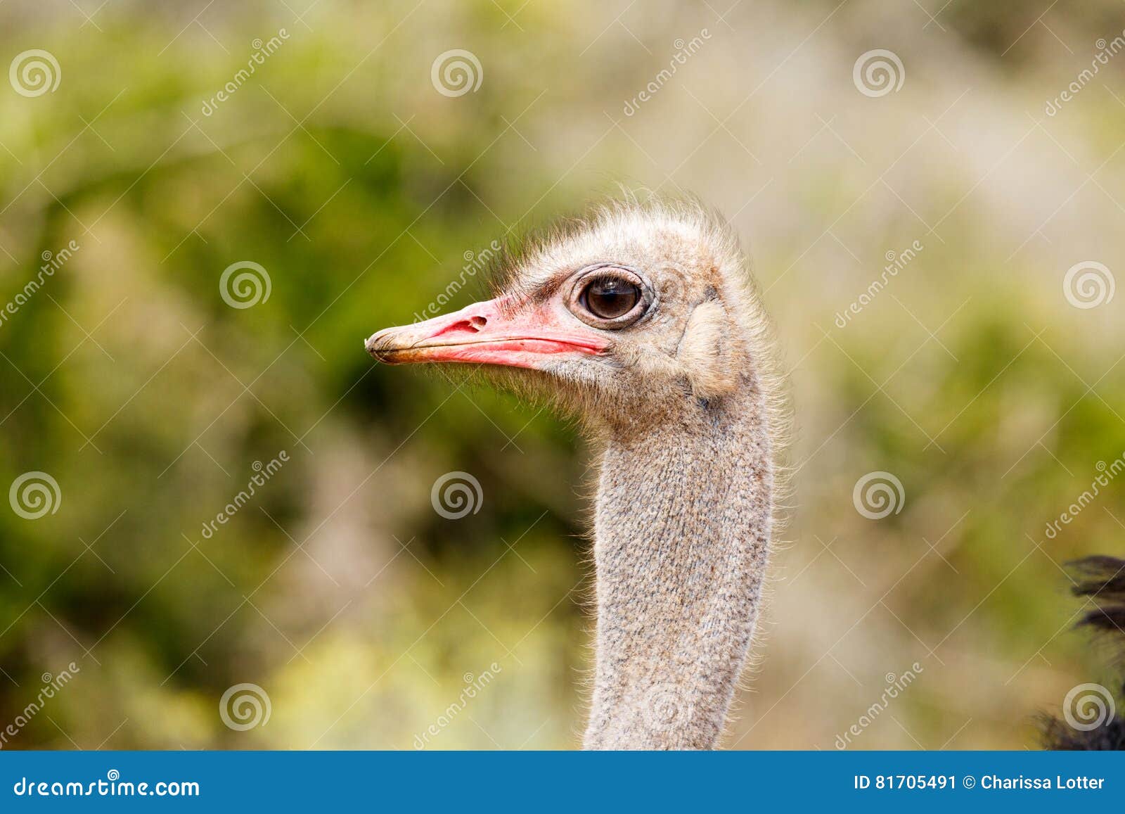 Ostrich side view headshot stock image. Image of beak - 81705491