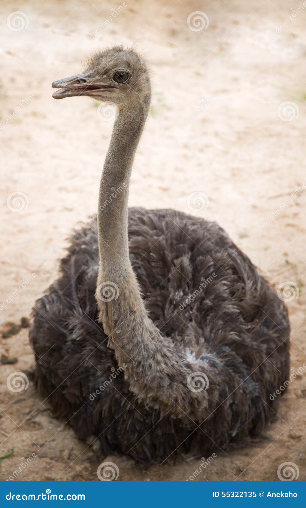 Ostrich stock image. Image of african, savanna, arabian - 55322135