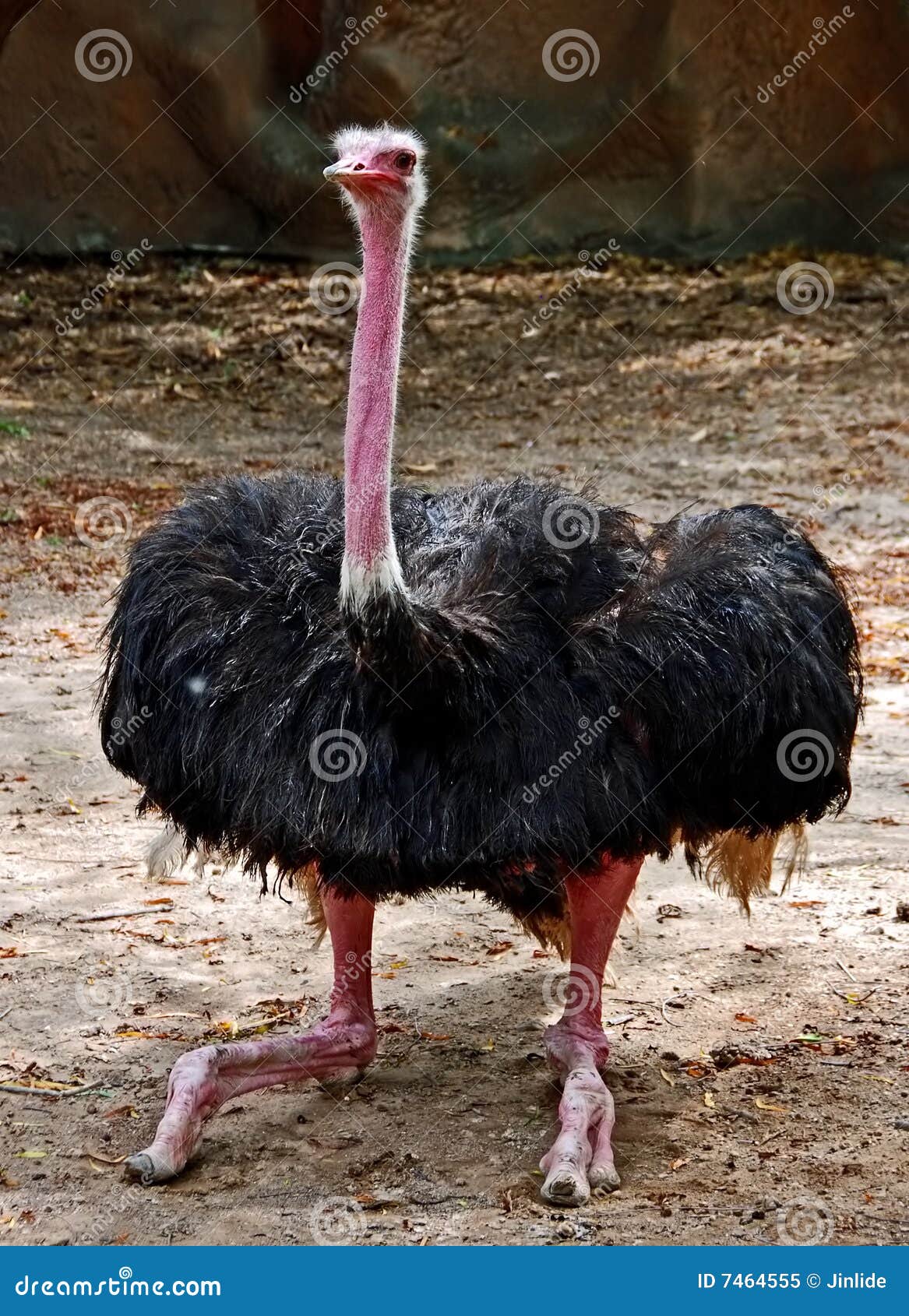 Ostrich Sitting #1 Royalty Free Stock Photo - Image: 7464555