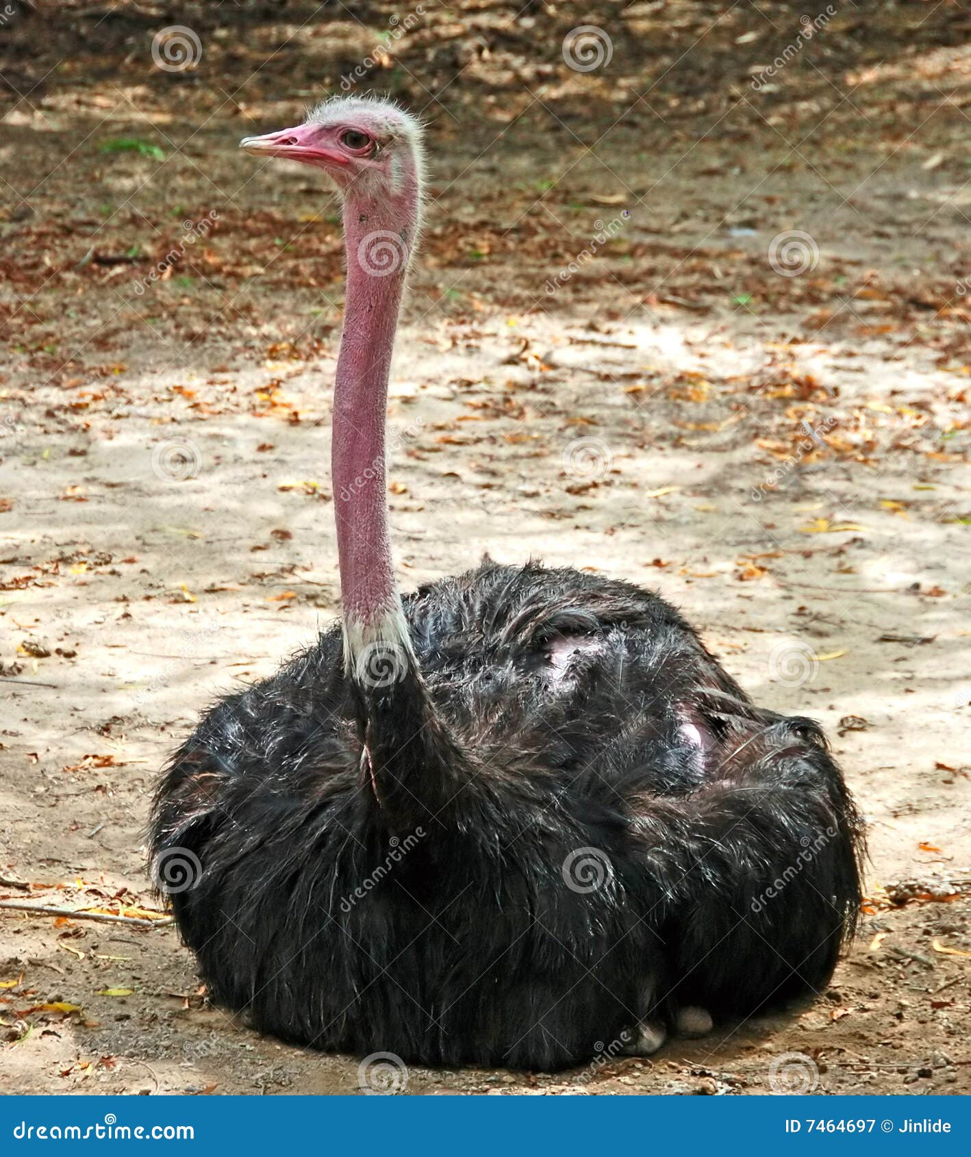Ostrich sitting #3 stock image. Image of moist, bird, eyes - 7464697