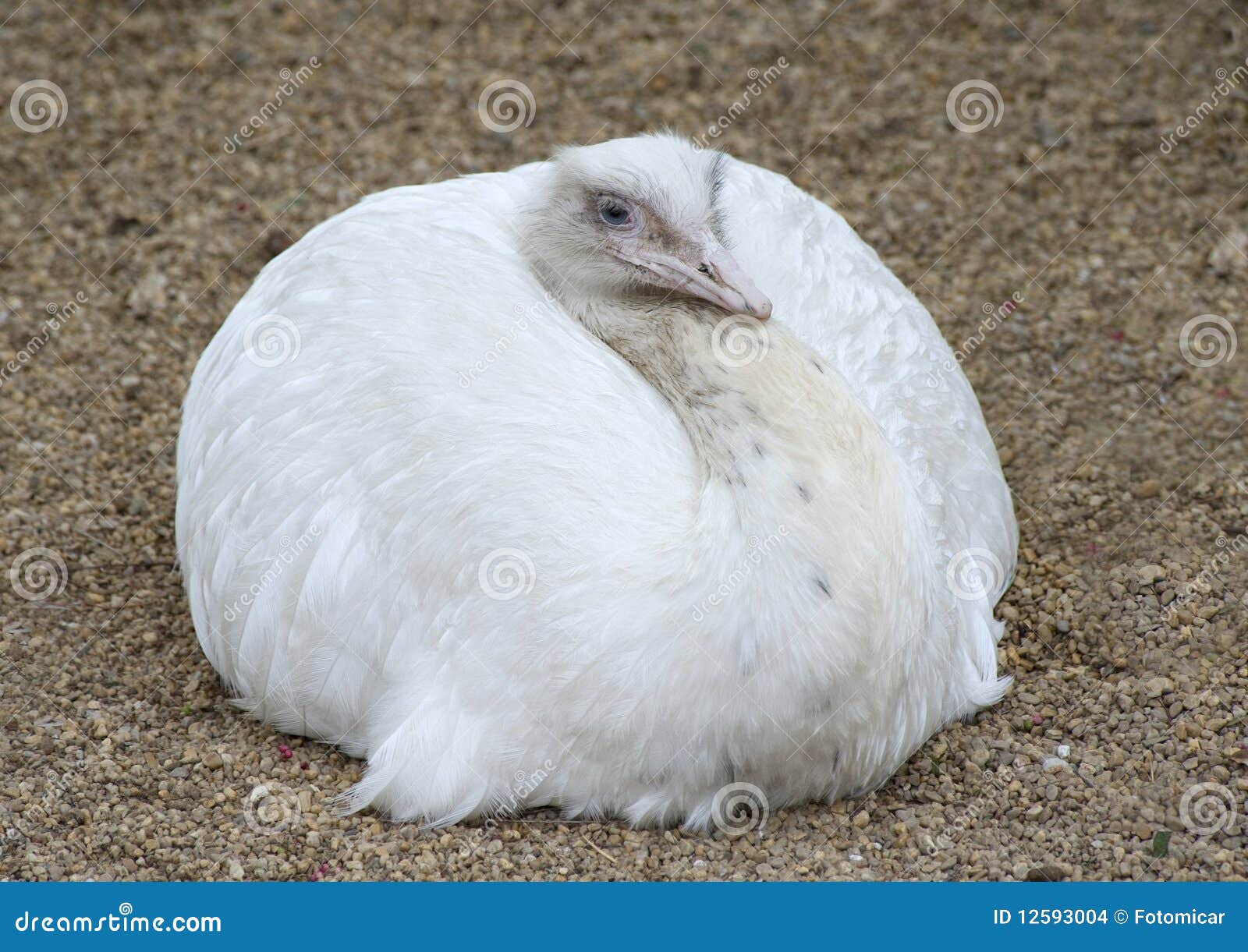 Ostrich Sitting Down stock photo. Image of land, fastest - 12593004