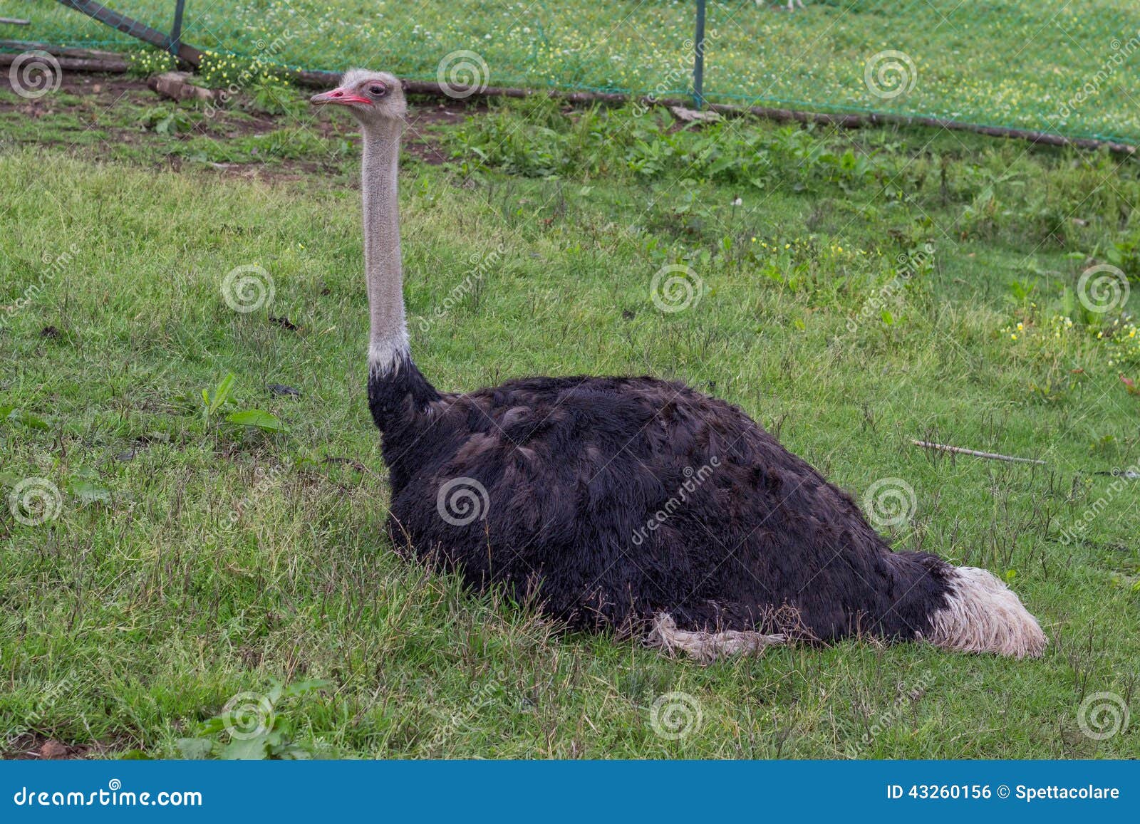 Ostrich Sitting on the Grass Stock Photo - Image of face, animal: 43260156