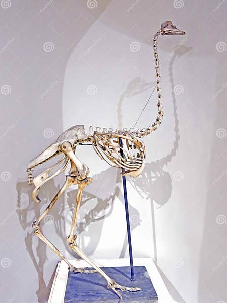 Ostrich Skeleton Struthio Camelus Editorial Stock Photo - Image of ...