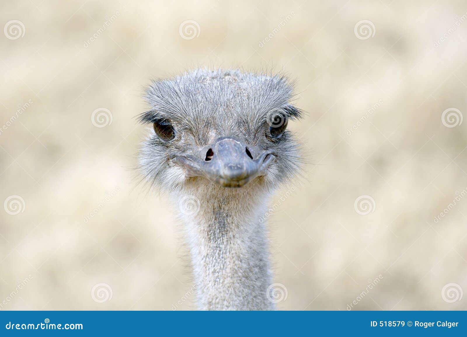 Ostrich Smile stock image. Image of camelus, goofy, flightless - 518579