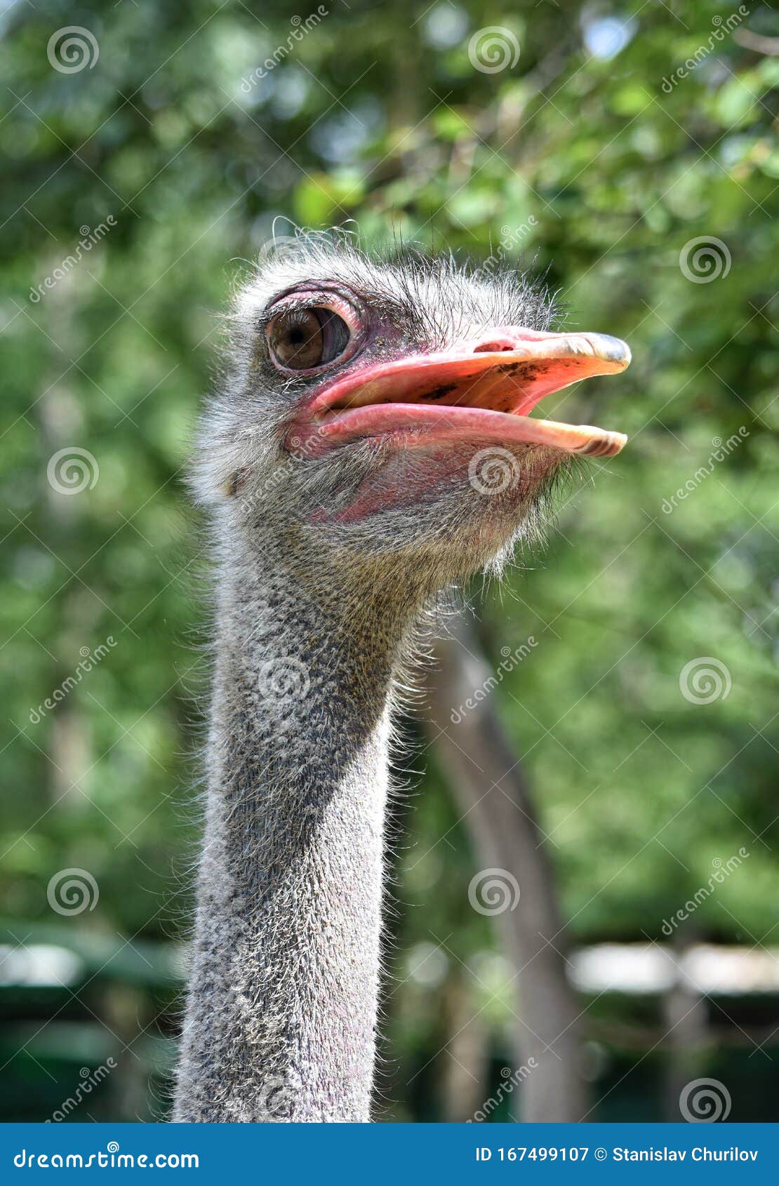 Ostrich Smile Portrait Beak Cute Stock Image - Image of smile, ostrich ...
