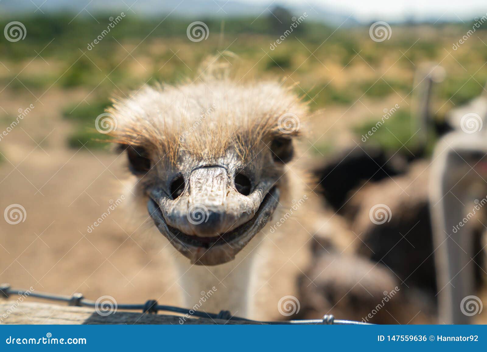 Ostrich Smile, Portrait of Ostrich Stock Photo - Image of head, closeup ...