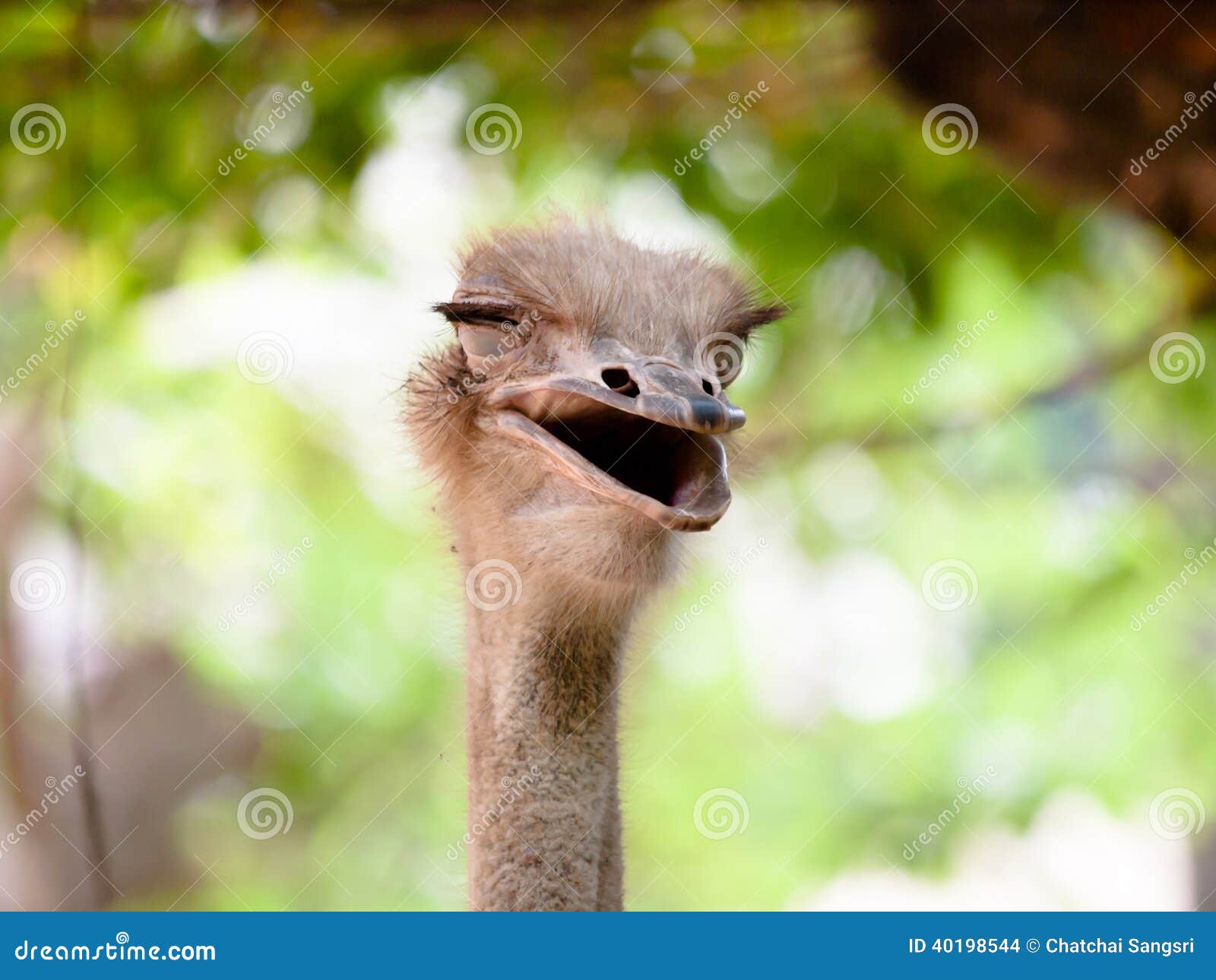 Ostrich smile stock photo. Image of female, looking, curiosity - 40198544