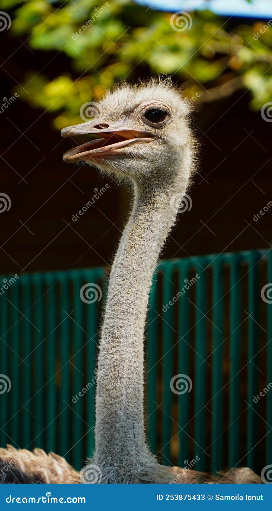 Ostrich Smiling. Photo during the Day at a Zoo. Stock Image - Image of ...