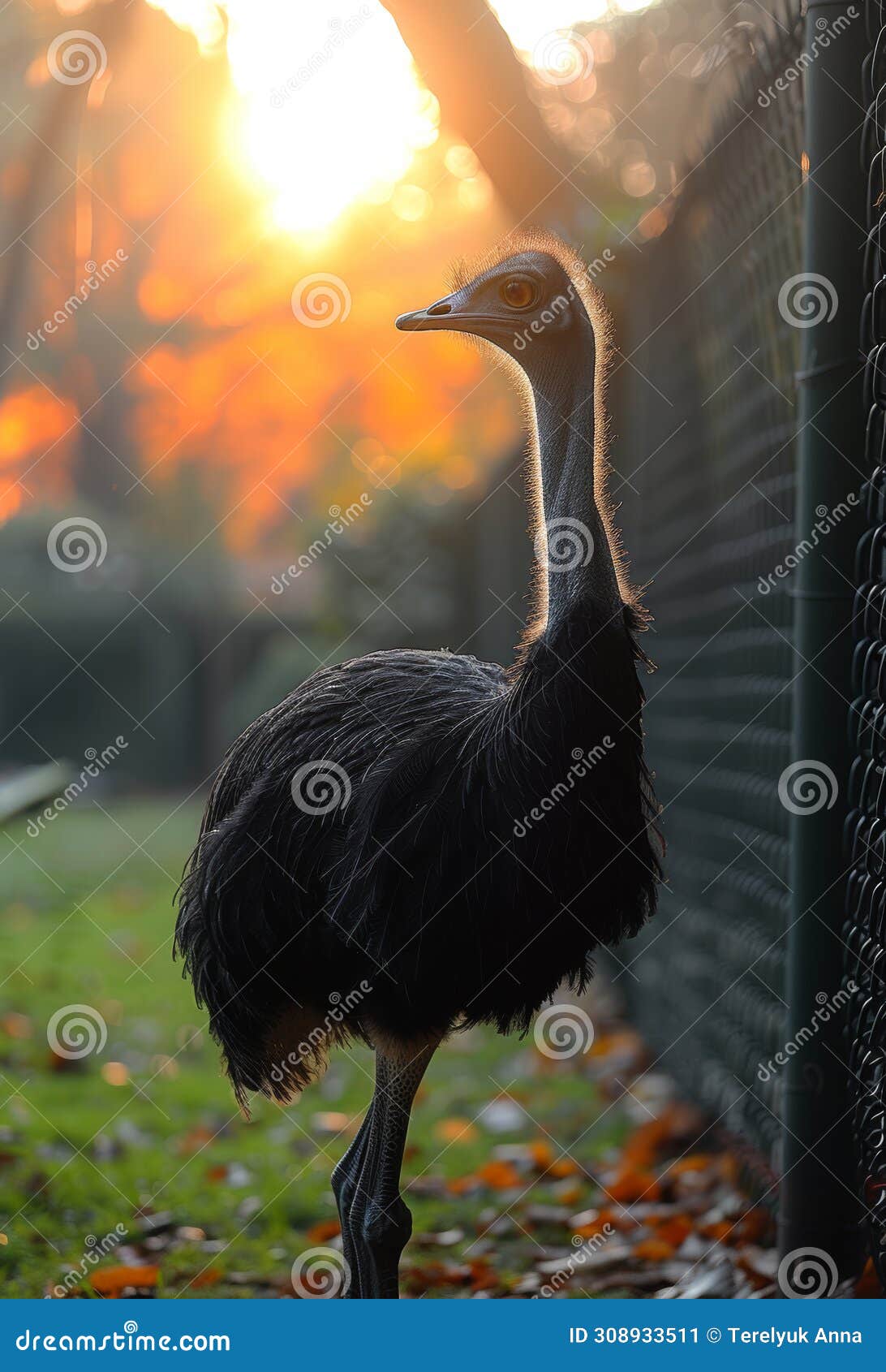 Ostrich Standing in Front of Fence at Sunset Stock Image - Image of ...