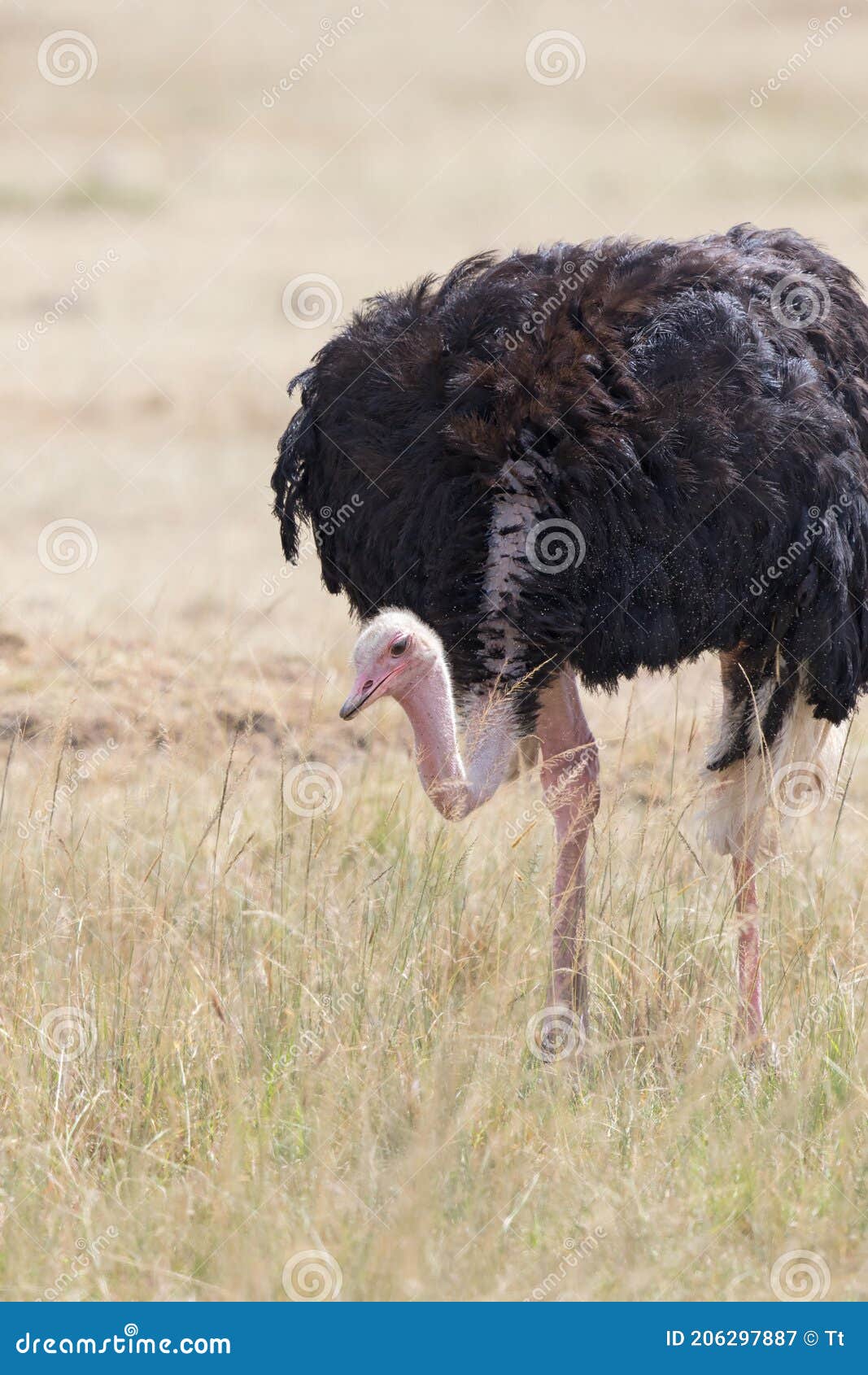 Ostrich Is Standing With Rock Background. Royalty-Free Stock ...