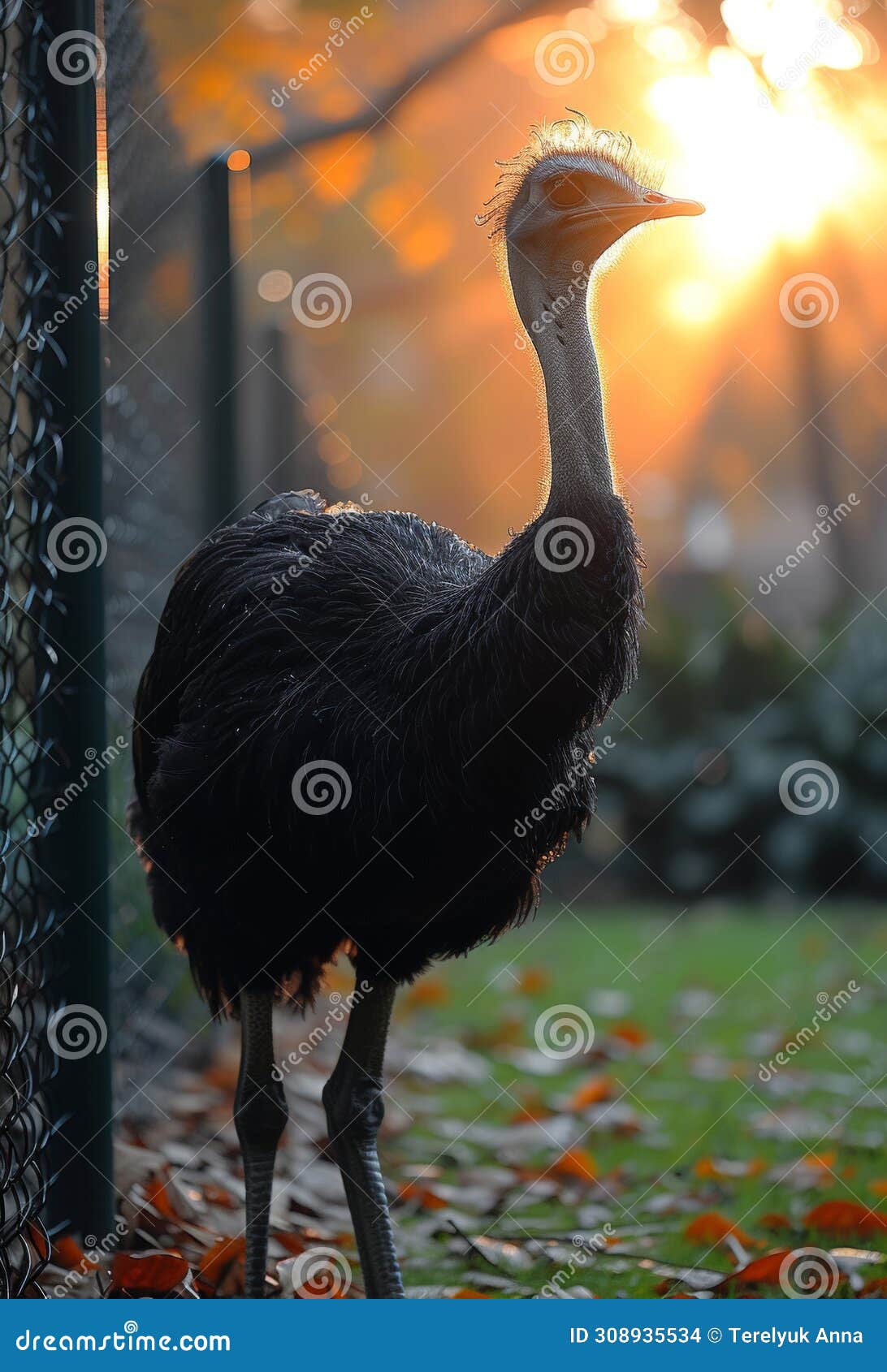 Ostrich Standing on the Grass in the Sunset Stock Photo - Image of ...