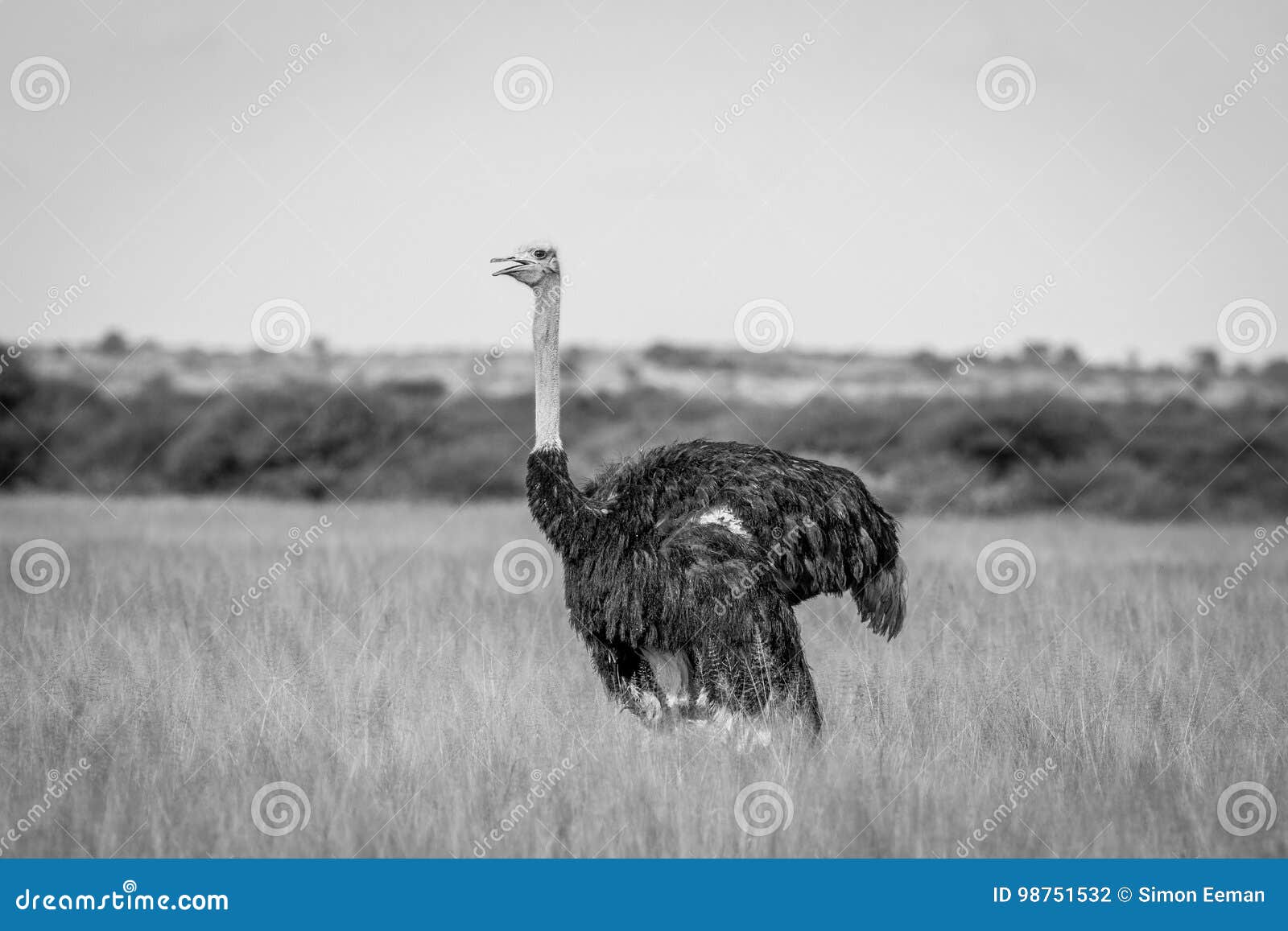 Ostrich Standing in High Grass. Stock Photo - Image of etosha, fauna ...