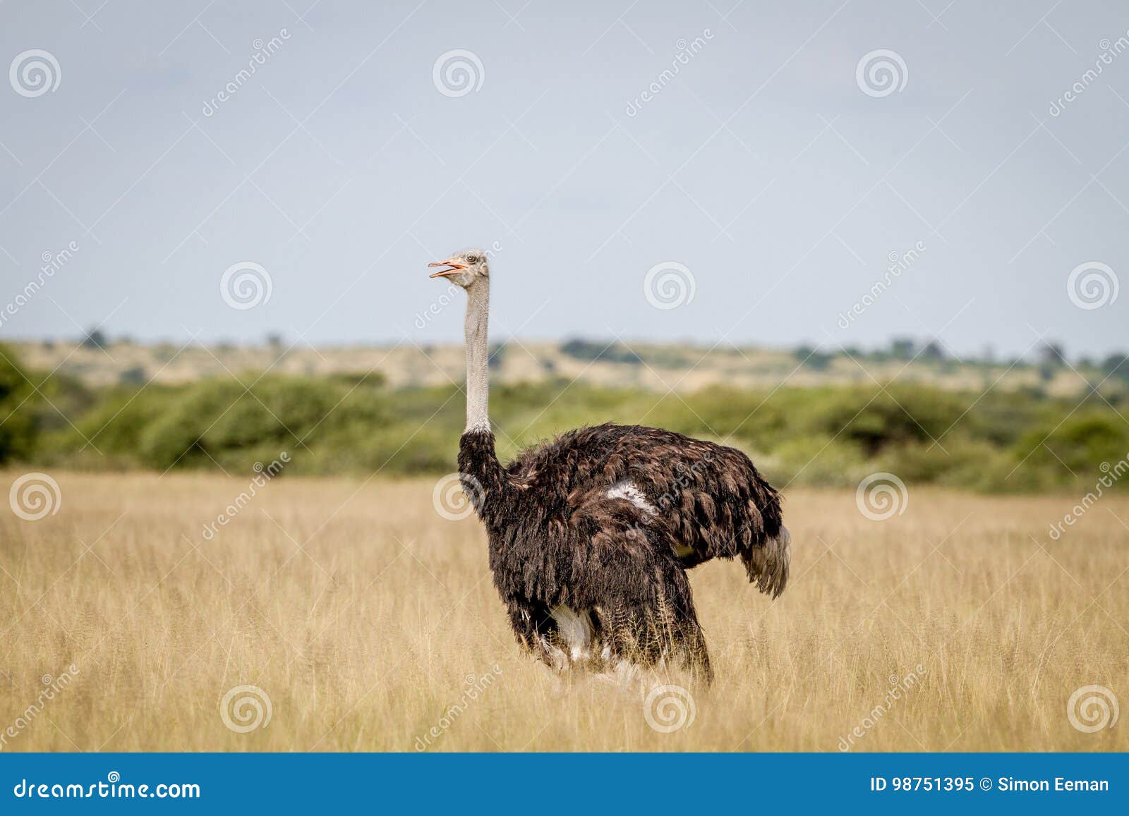 Ostrich Standing in High Grass. Stock Image - Image of africa, fauna ...