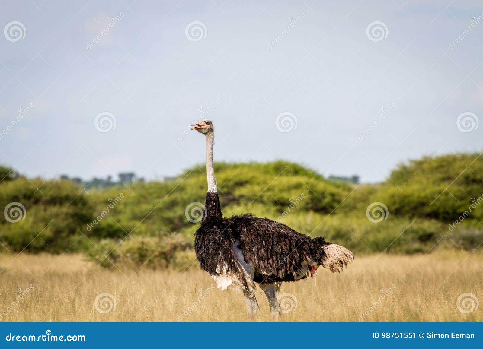 Ostrich Standing in High Grass. Stock Image - Image of animal ...