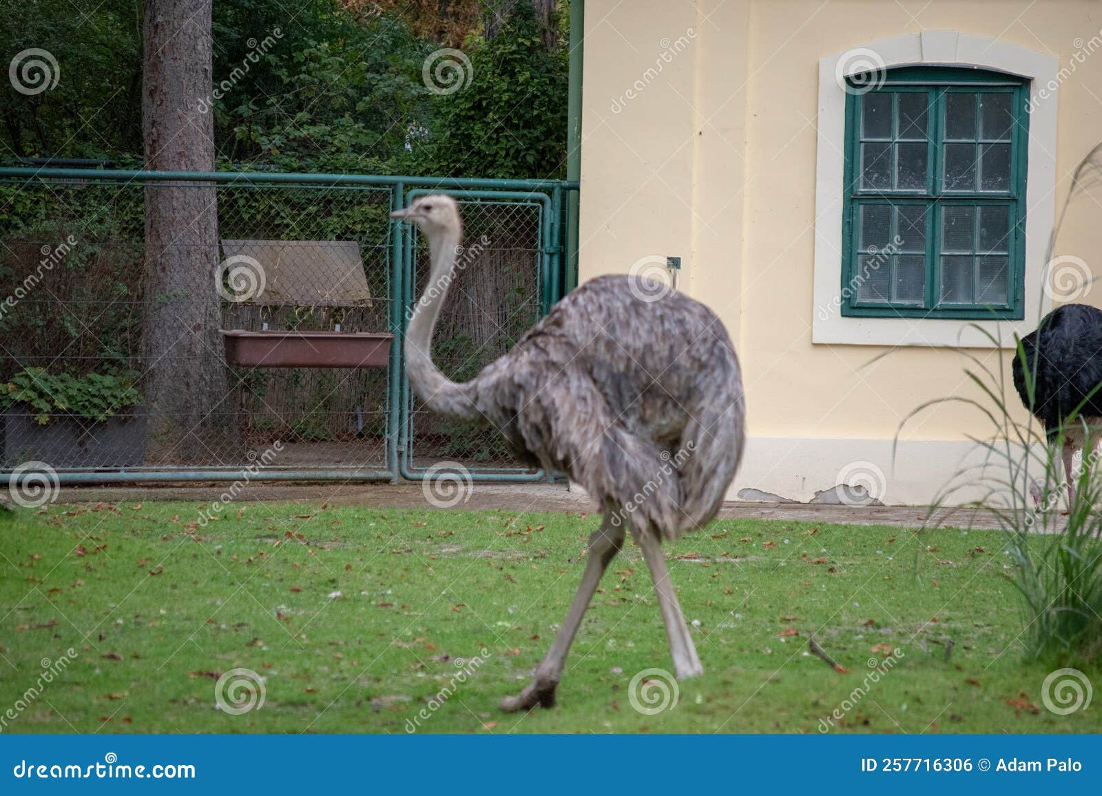 Ostrich standing in a zoo stock photo. Image of vienna - 257716306