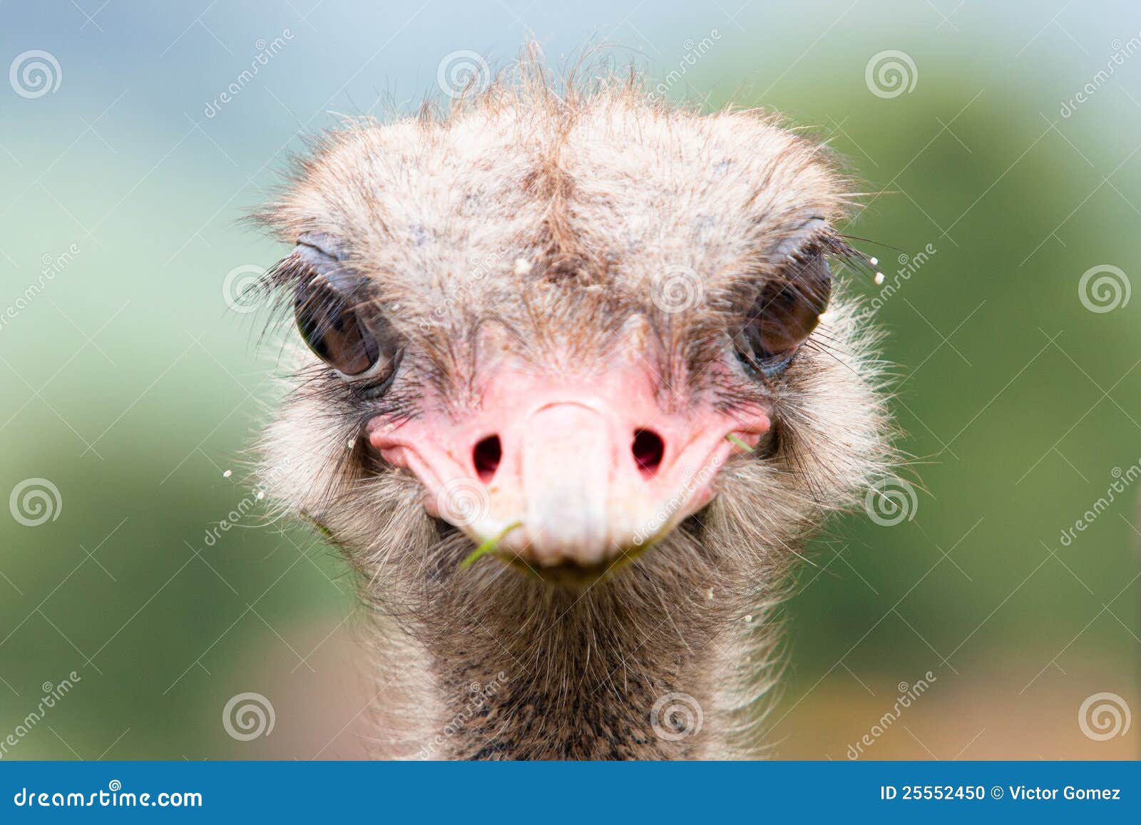 Ostrich staring stock photo. Image of animal, cabarceno - 25552450
