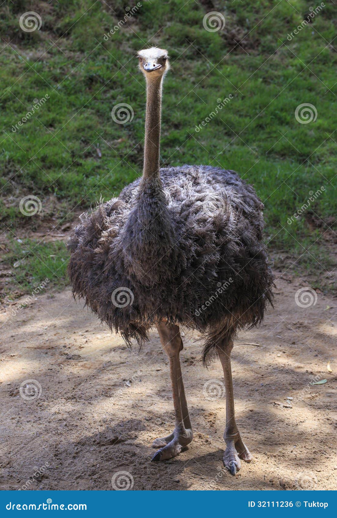 Ostrich stock photo. Image of horizontal, large, bird - 32111236