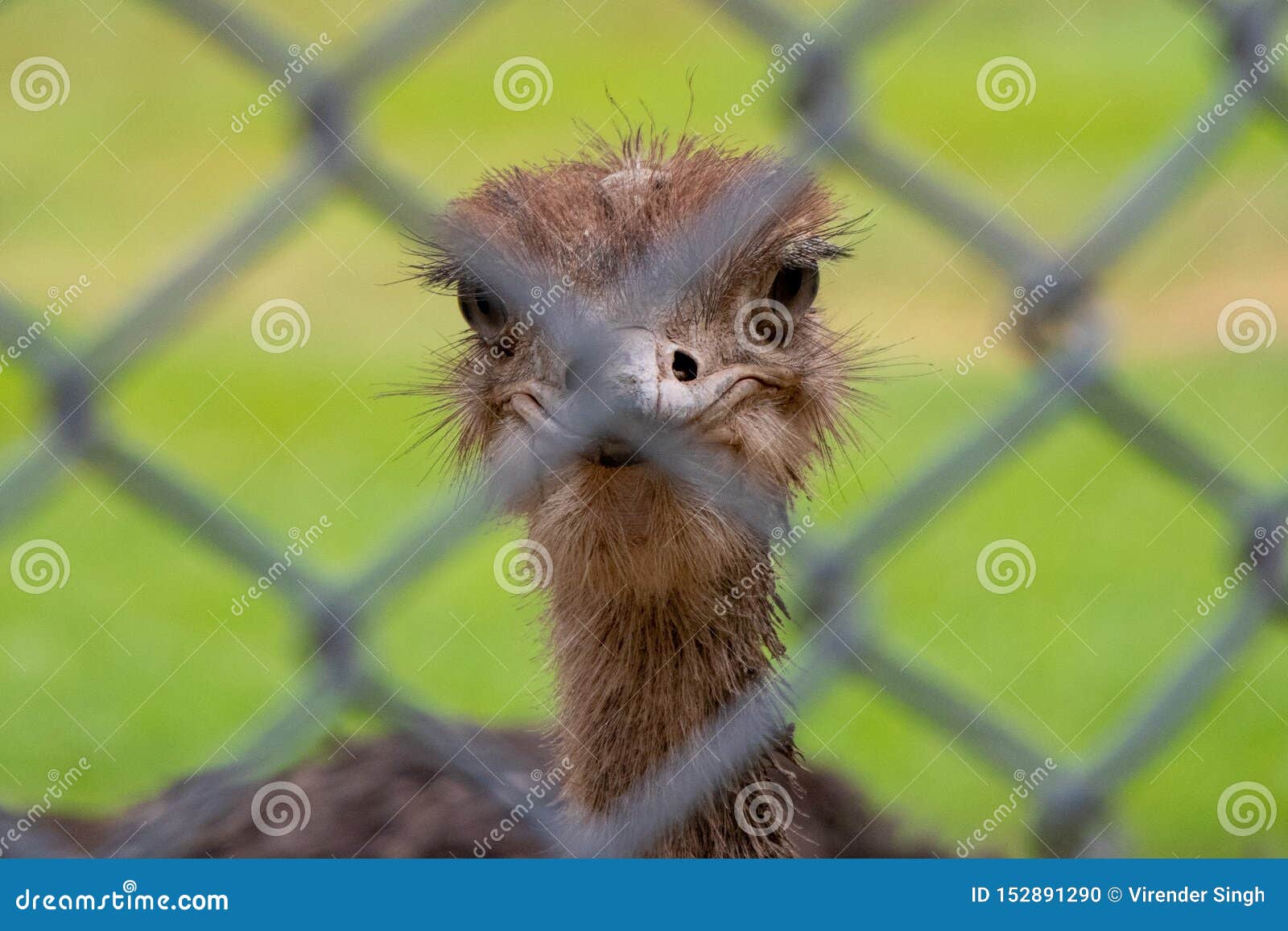 Ostrich staring camera stock photo. Image of animals - 152891290