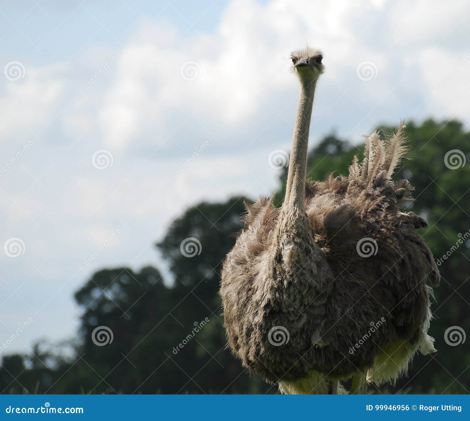 Ostrich stock photo. Image of wildlife, struthio, ostrich - 99946956