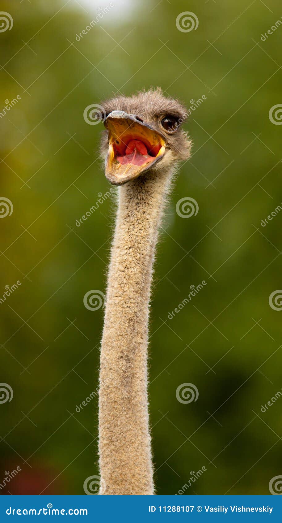 Ostrich, Struthio camelus stock image. Image of bird - 11288107