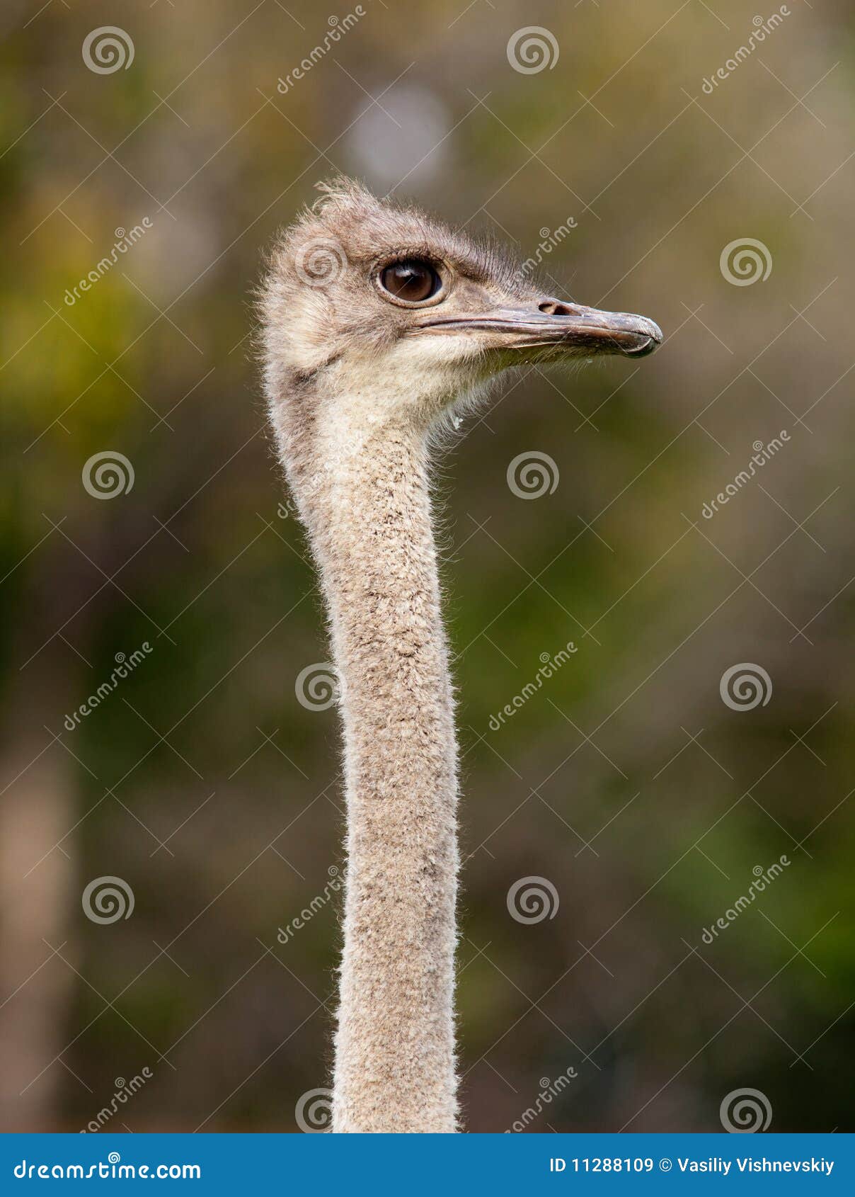 Ostrich, Struthio camelus stock image. Image of bird - 11288109
