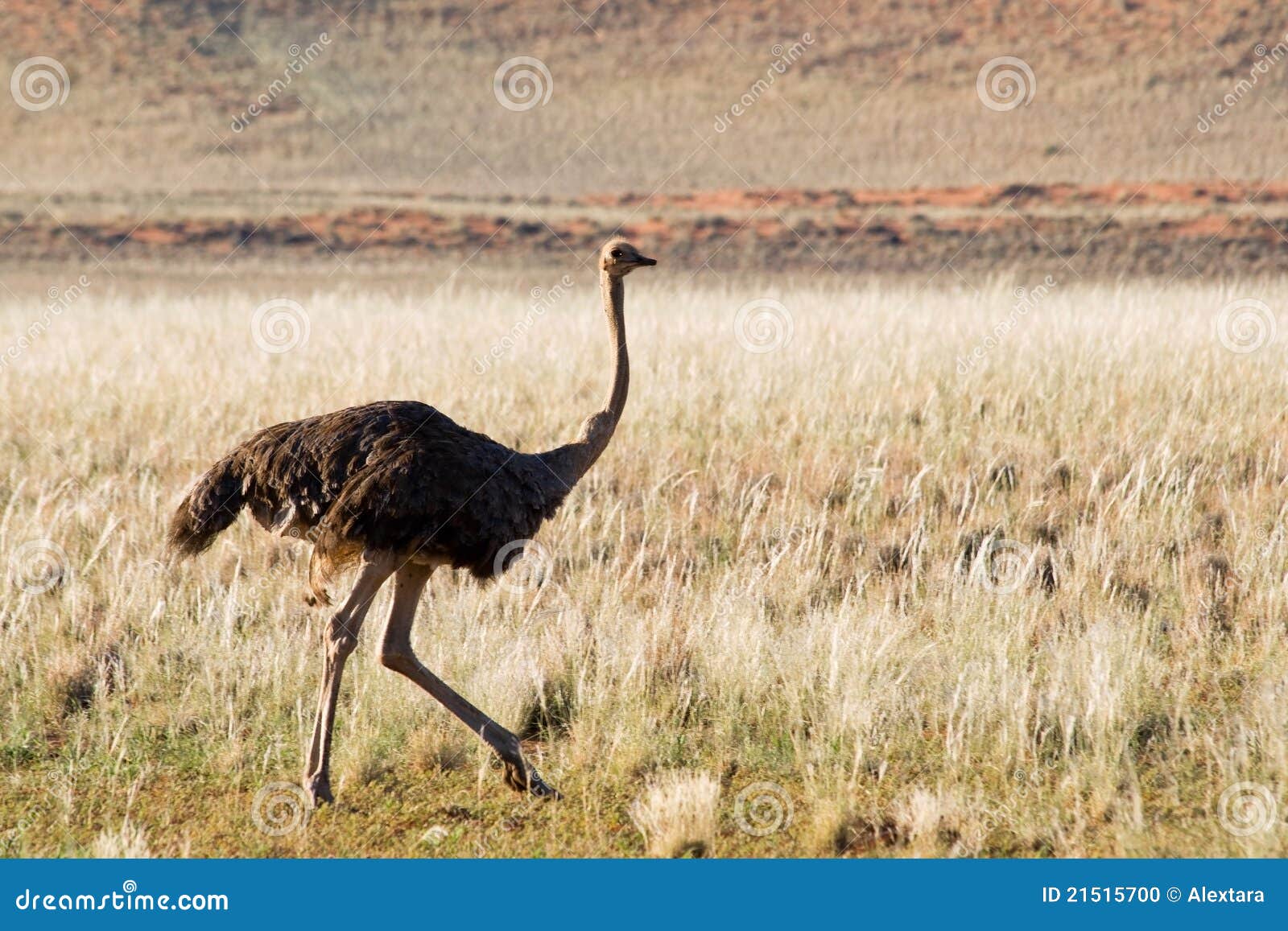 Ostrich (Struthio camelus) stock photo. Image of ornithology - 21515700
