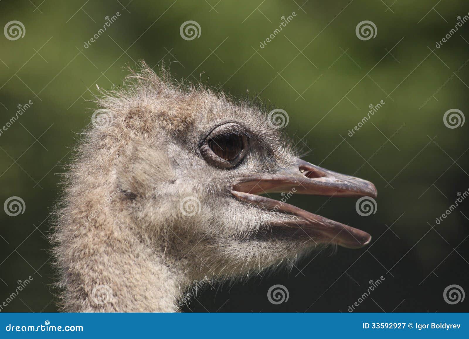 Ostrich (Struthio camelus) stock image. Image of cute - 33592927