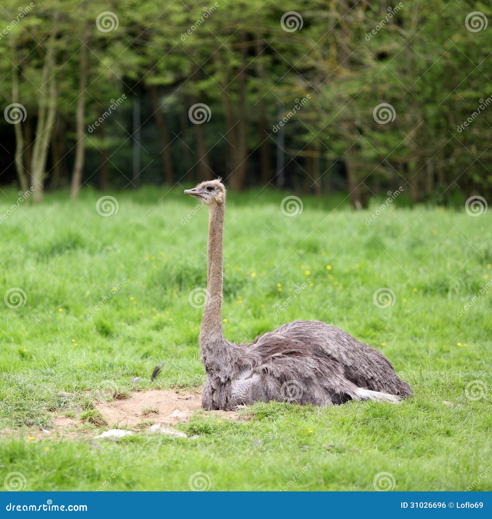 Ostrich, Struthio camelus stock photo. Image of bird - 31026696