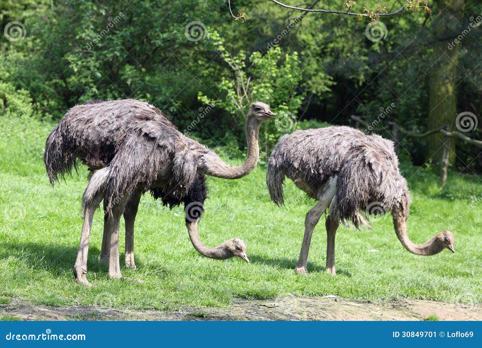 Ostrich, Struthio camelus stock image. Image of camelus - 30849701
