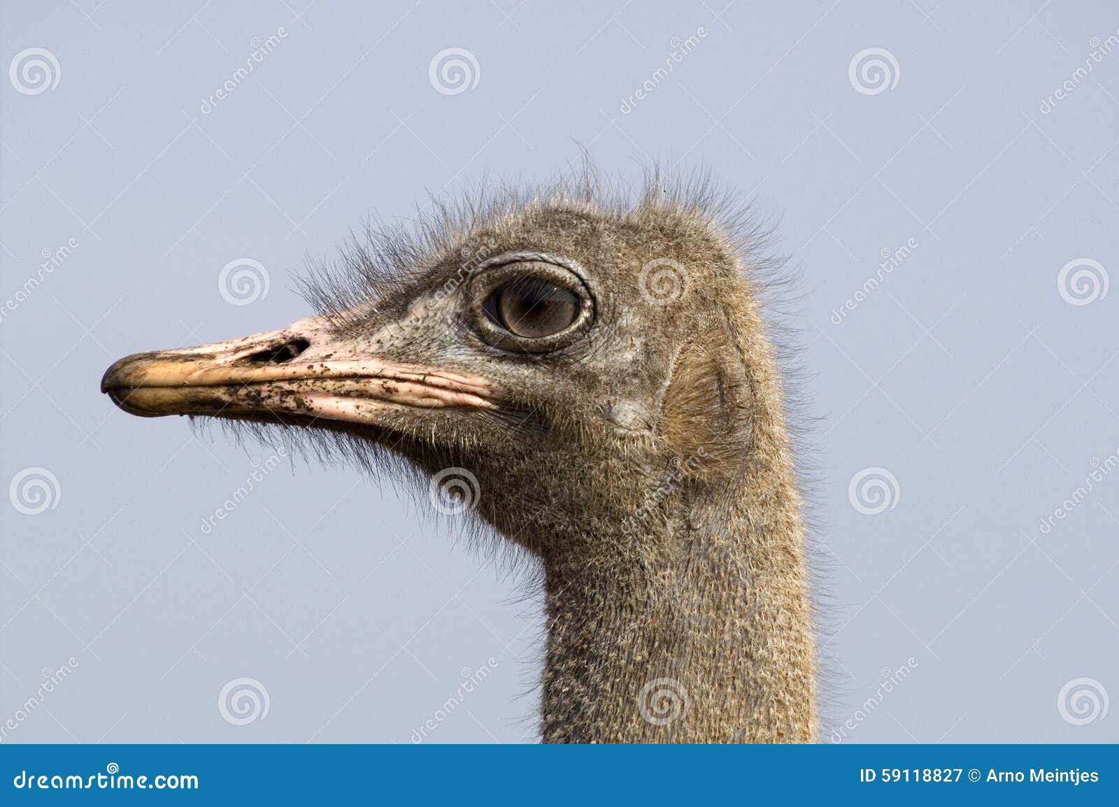 Ostrich (Struthio camelus) stock image. Image of krugerpark - 59118827
