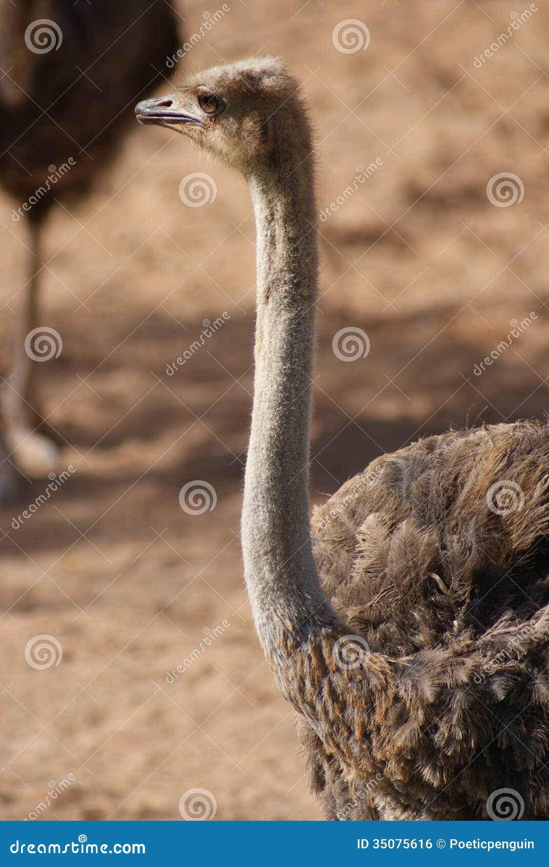 Ostrich - Struthio camelus stock photo. Image of black - 35075616