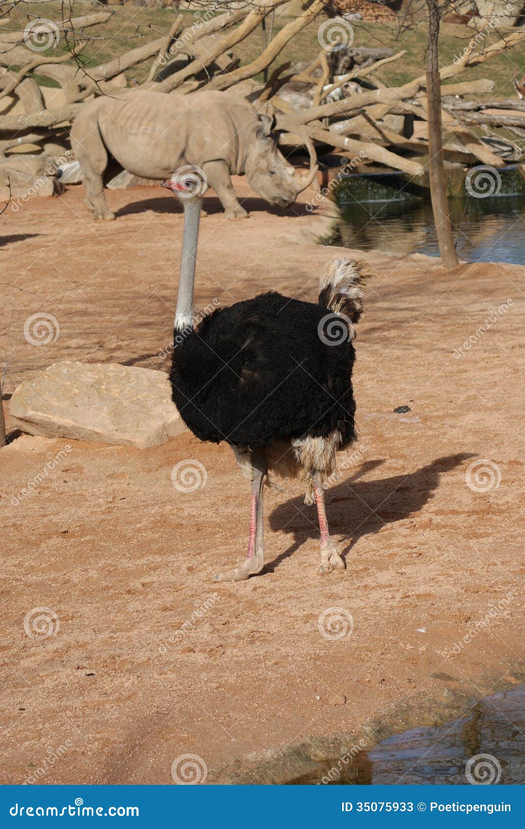 Ostrich - Struthio camelus stock image. Image of black - 35075933