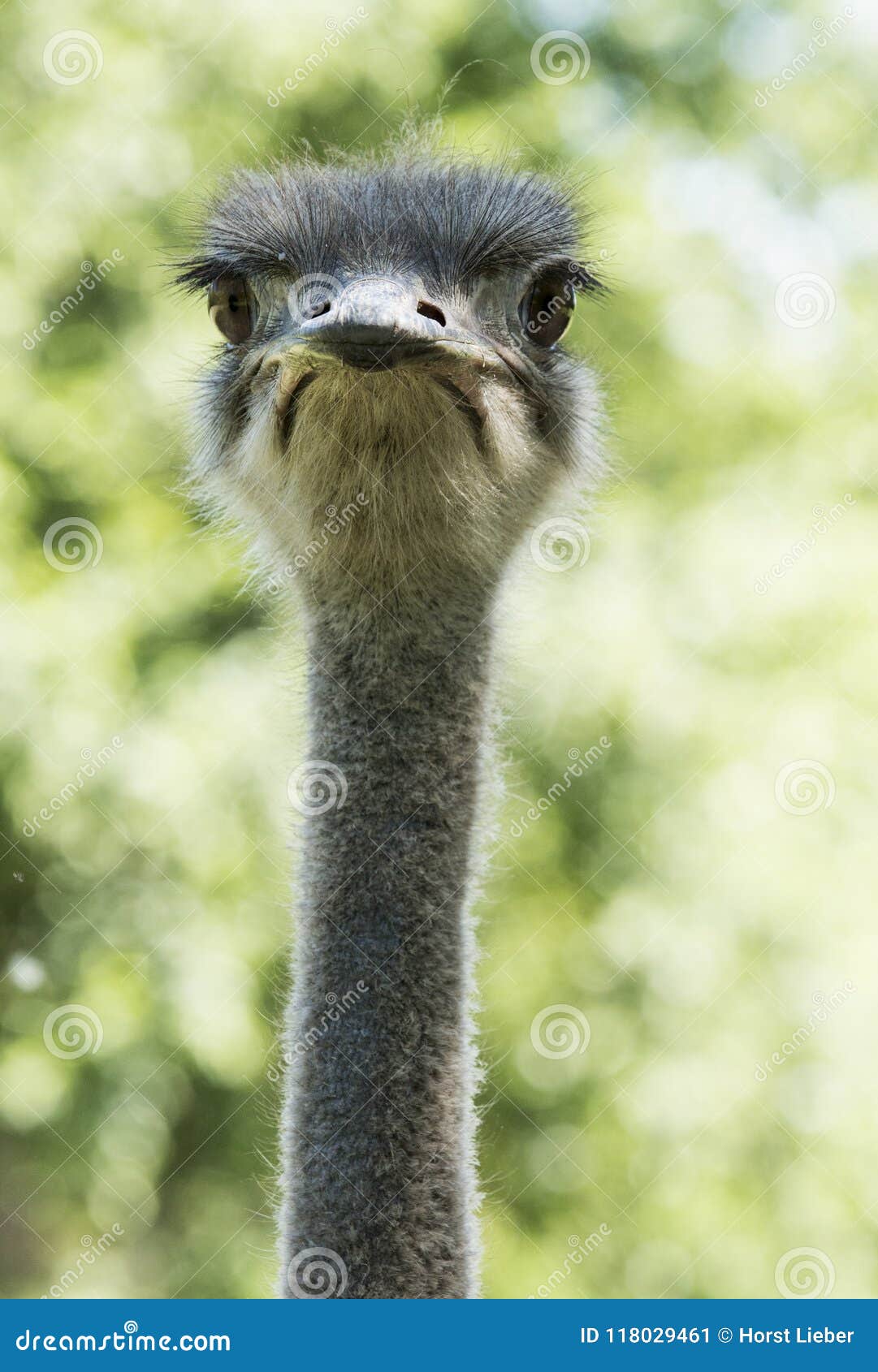 Ostrich Portrait Struthio Camelus Stock Image - Image of nature, humor ...