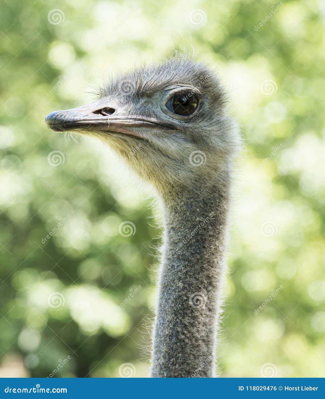 Ostrich Portrait Struthio Camelus Stock Photo - Image of pecker ...