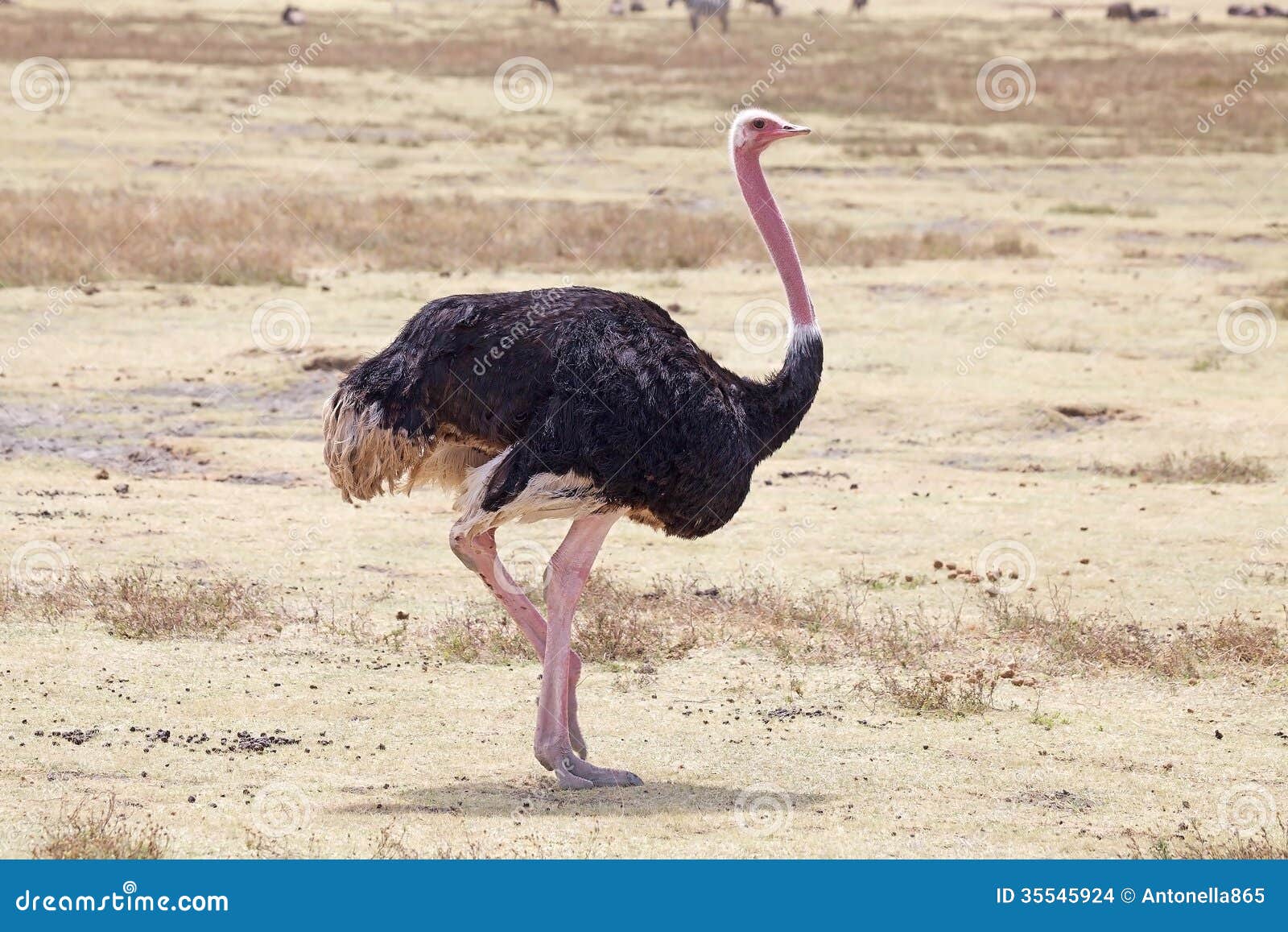 Ostrich (Struthio camelus) stock photo. Image of bird - 35545924