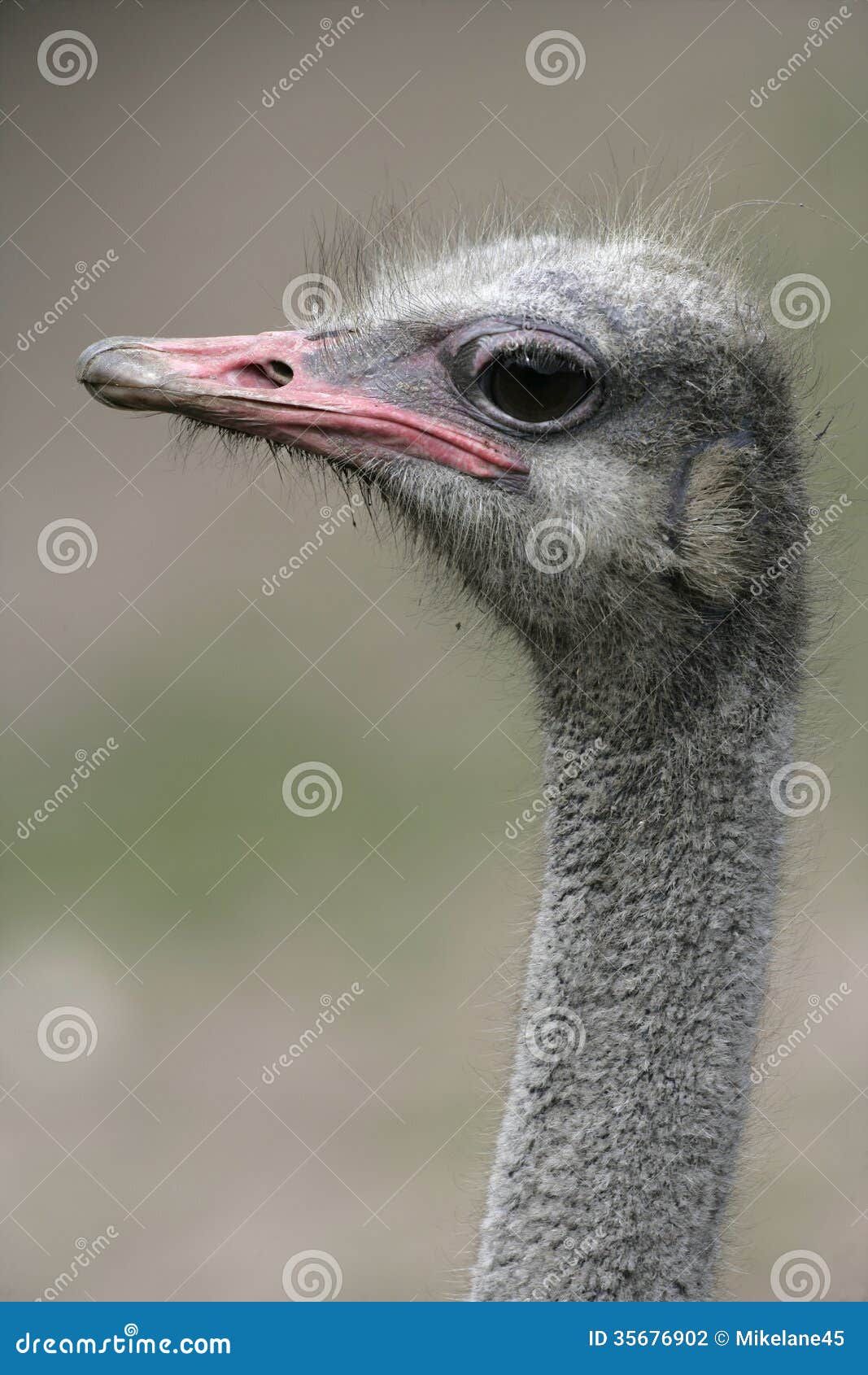 Ostrich, Struthio camelus stock photo. Image of large - 35676902