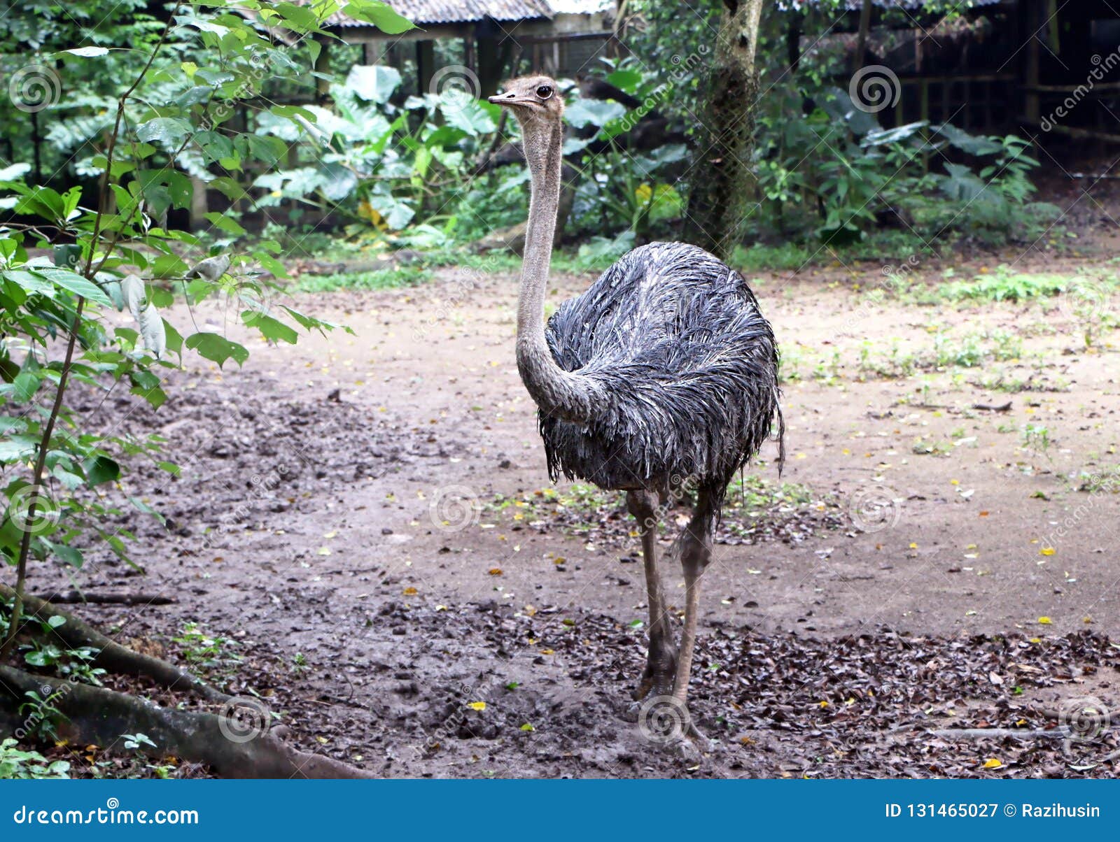 Common Emu Dromaius Novaehollandiae Bird Stock Image - Image of ...