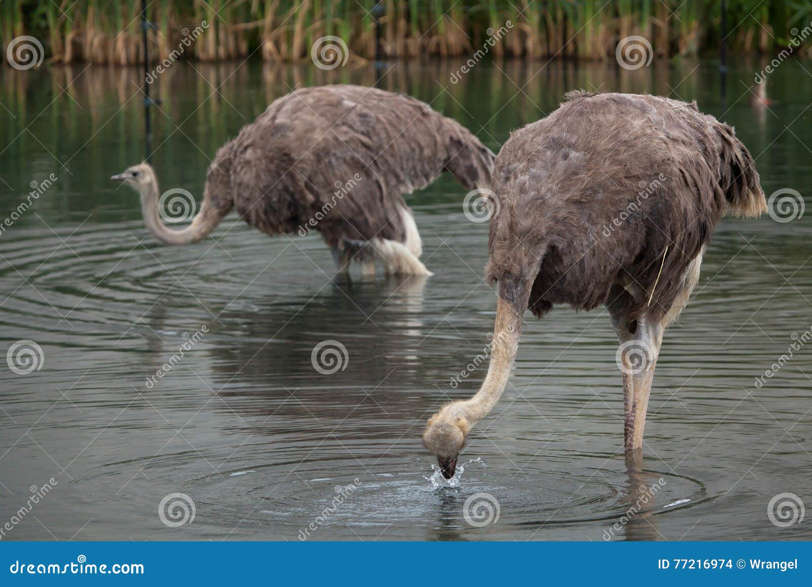 Ostrich (Struthio Camelus). Stock Photo - Image of ostrich, camelus ...
