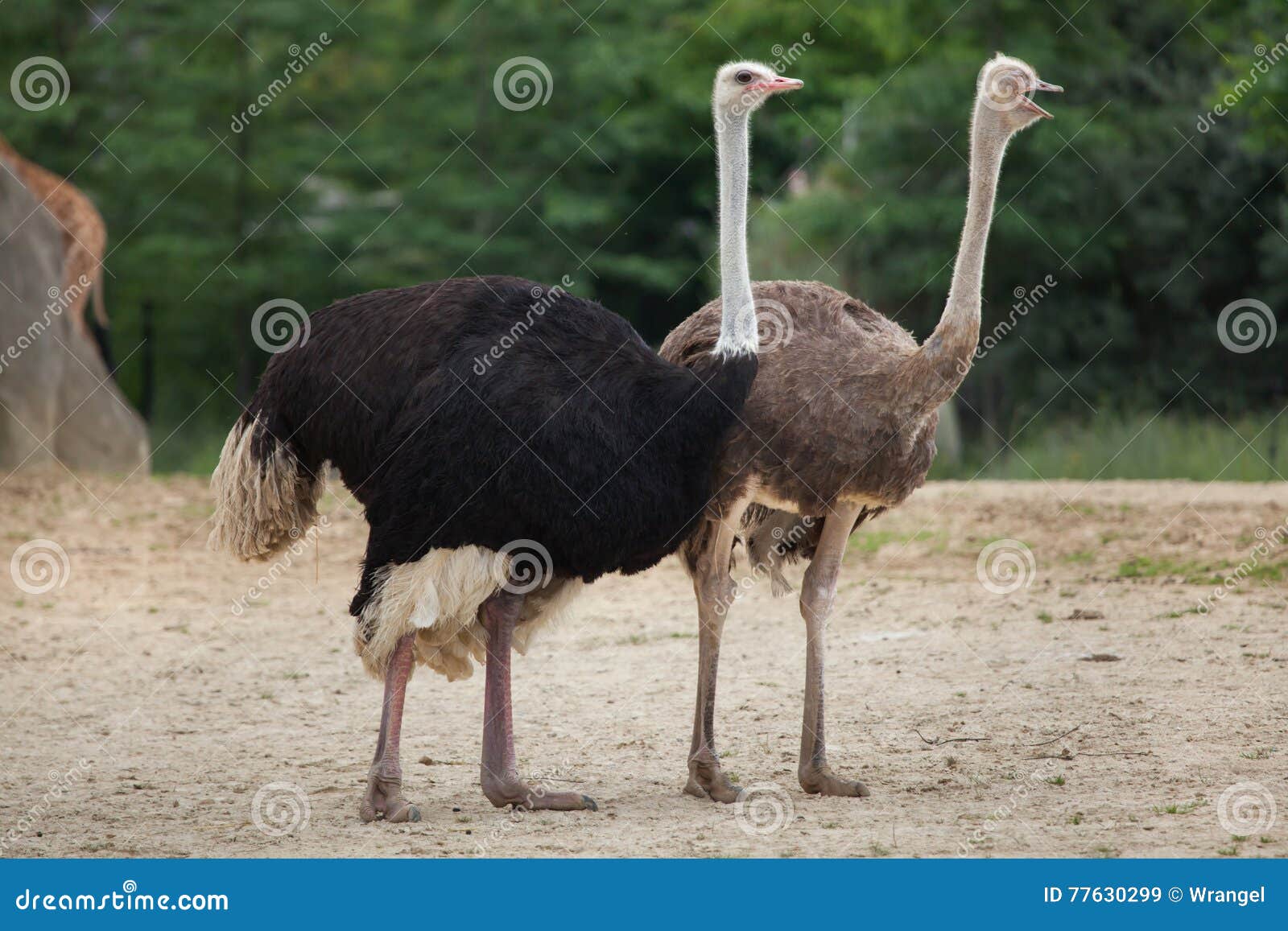 Ostrich (Struthio Camelus). Stock Image - Image of ostrich, savannas ...