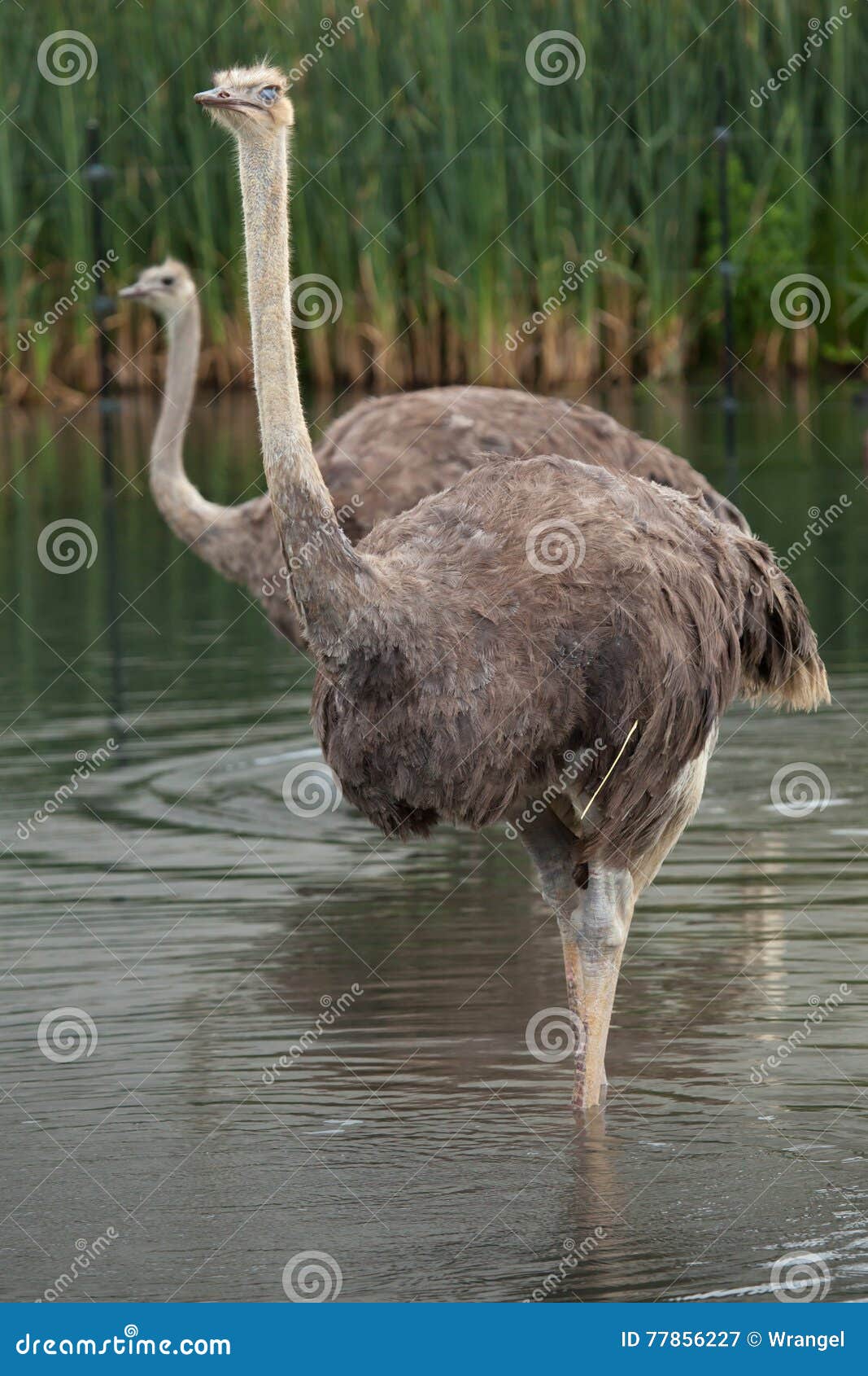 Ostrich (Struthio Camelus). Stock Image - Image of ostriches, savannas ...