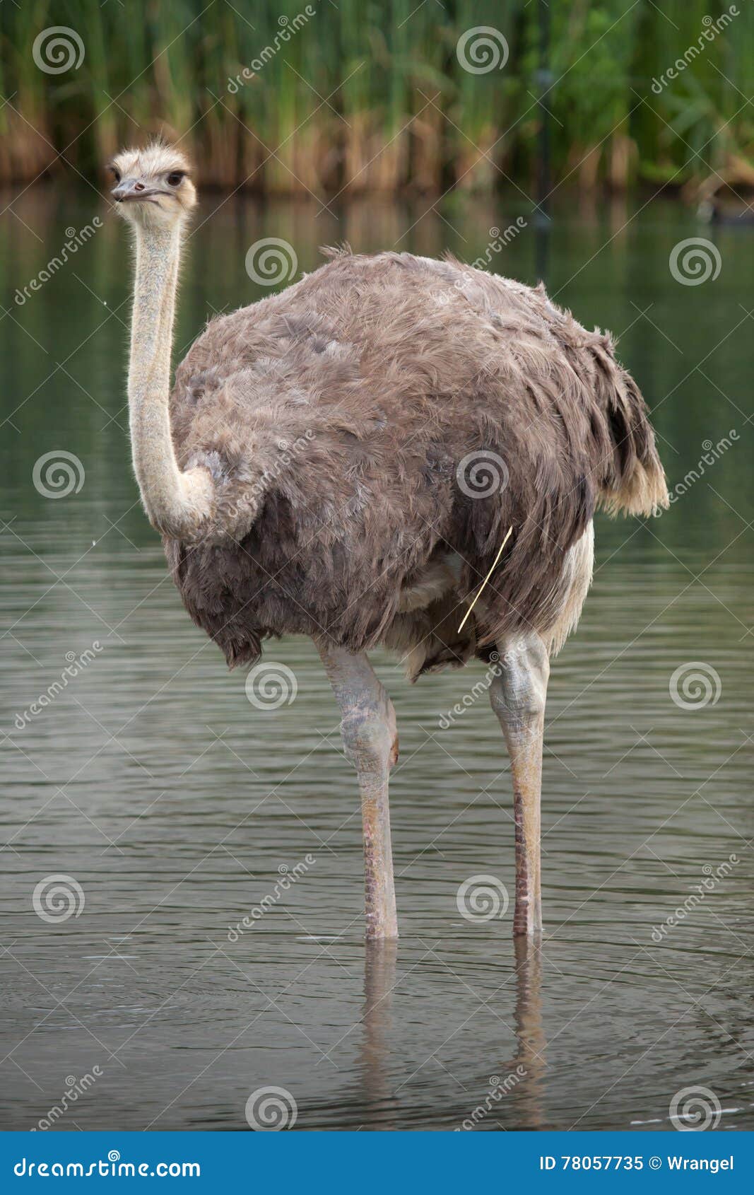 Ostrich (Struthio Camelus). Stock Image - Image of grassland ...